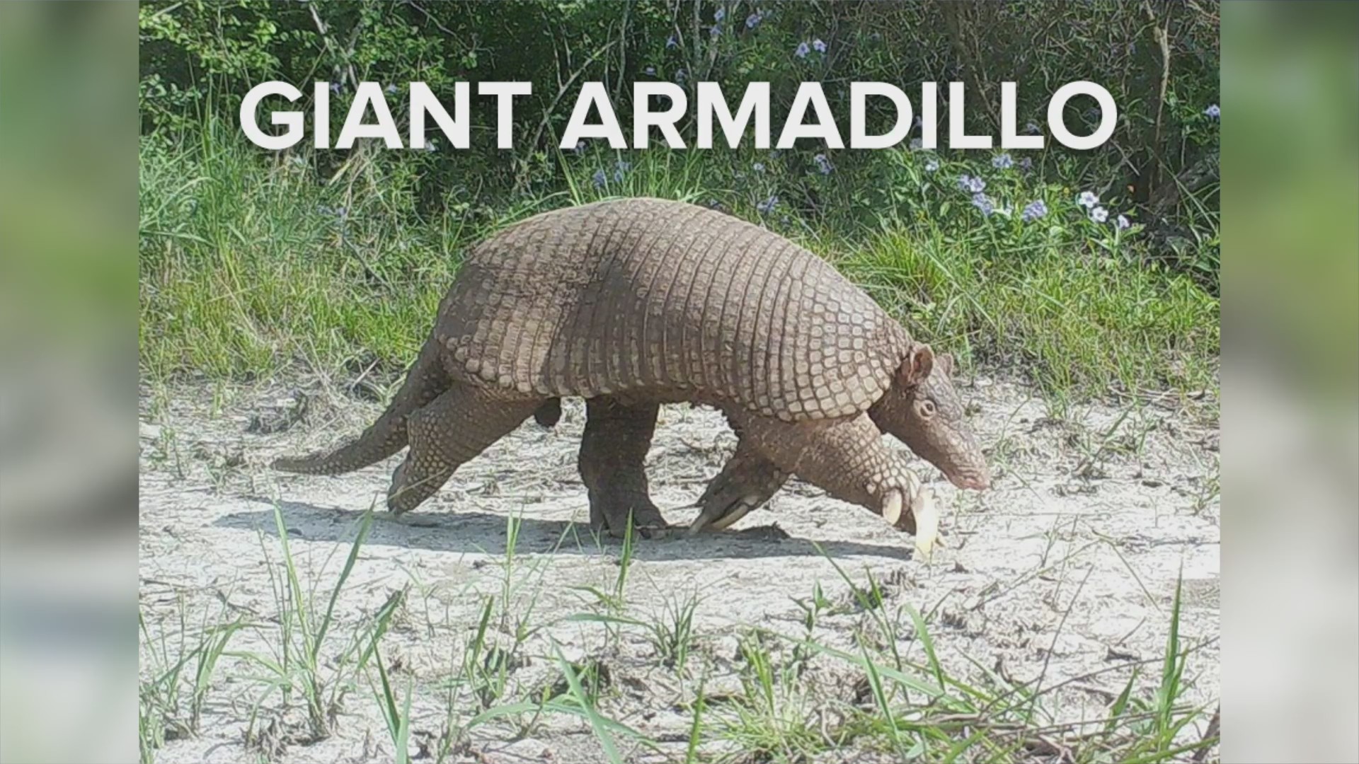 Friday Favorites: Armadillo – WGN-TV