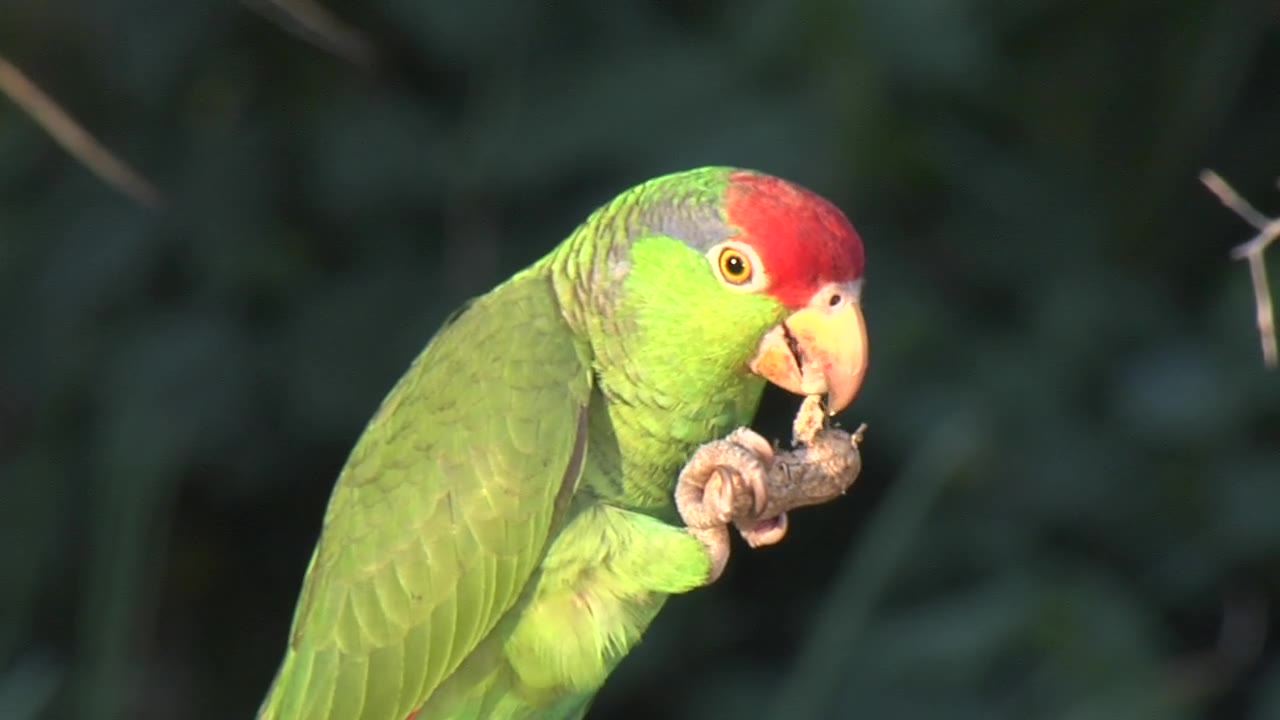 Richard Moore Outdoor Report: Parrot Personalities – KVEO-TV