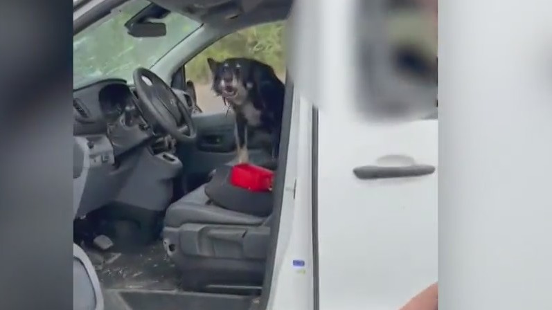 ‘Dogs & Heroes’ work to reunite displaced Israelis with their beloved ...
