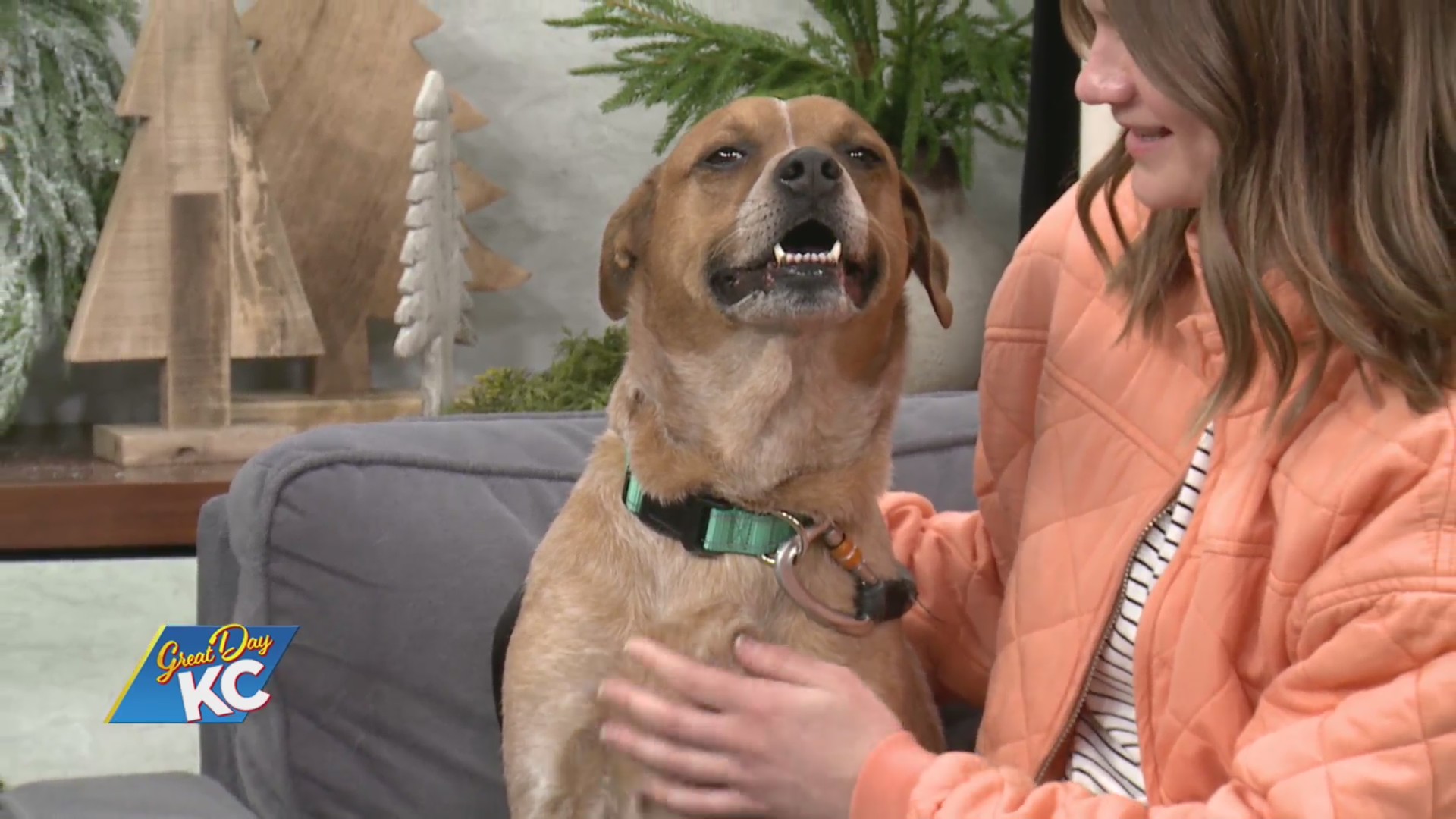 PET PICK: Gnomeo – FOX 4 Kansas City WDAF-TV | News, Weather, Sports