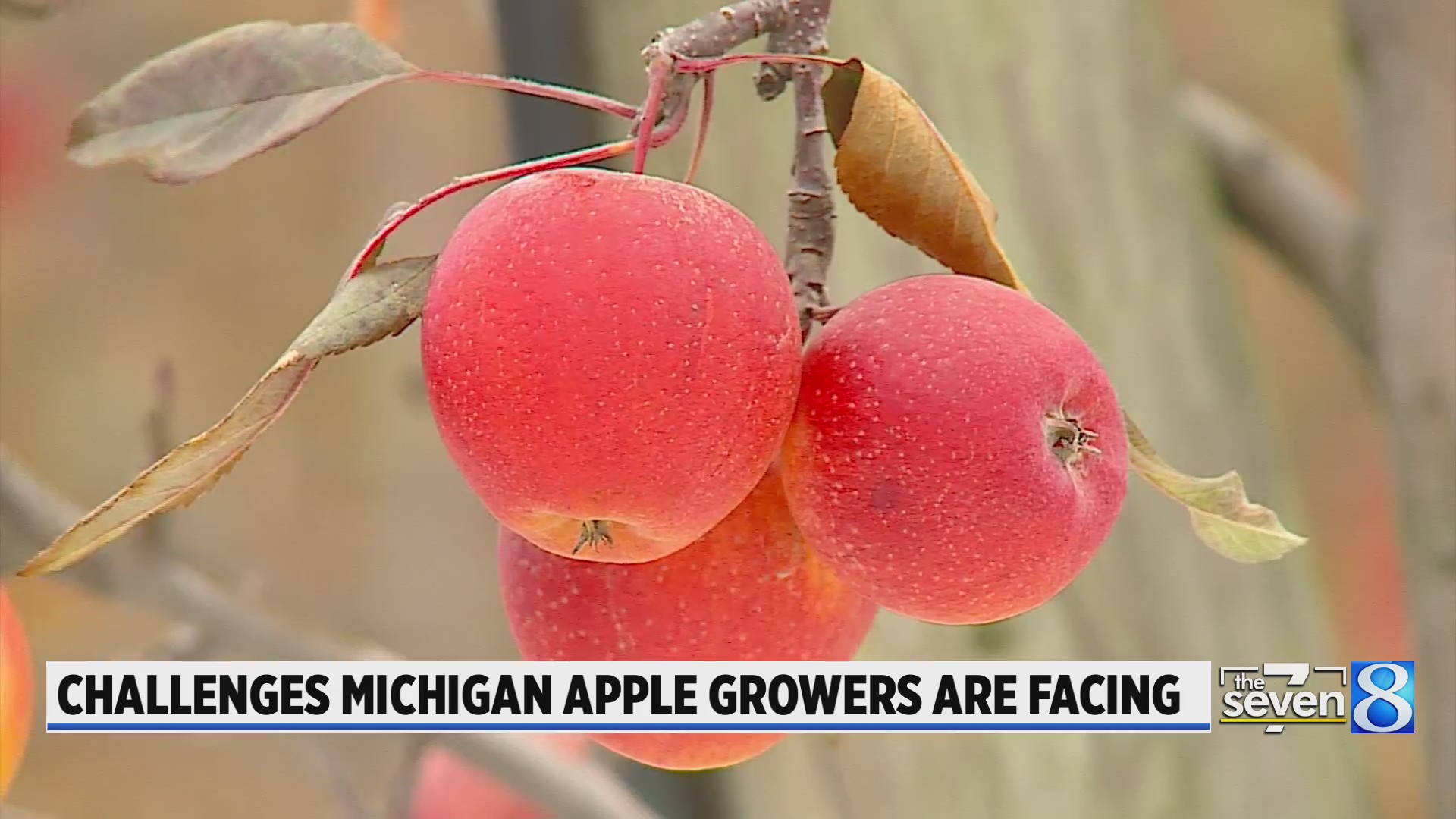 Here’s why Michigan orchards are leaving apples on trees – KSN-TV