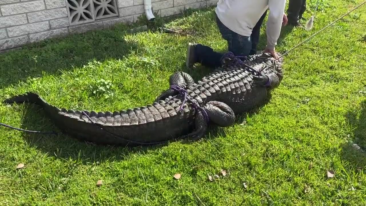 Trappers capture gator after deadly St. Lucie County attack – WFLA Trappers capture gator after deadly St. Lucie County attack – WFLA