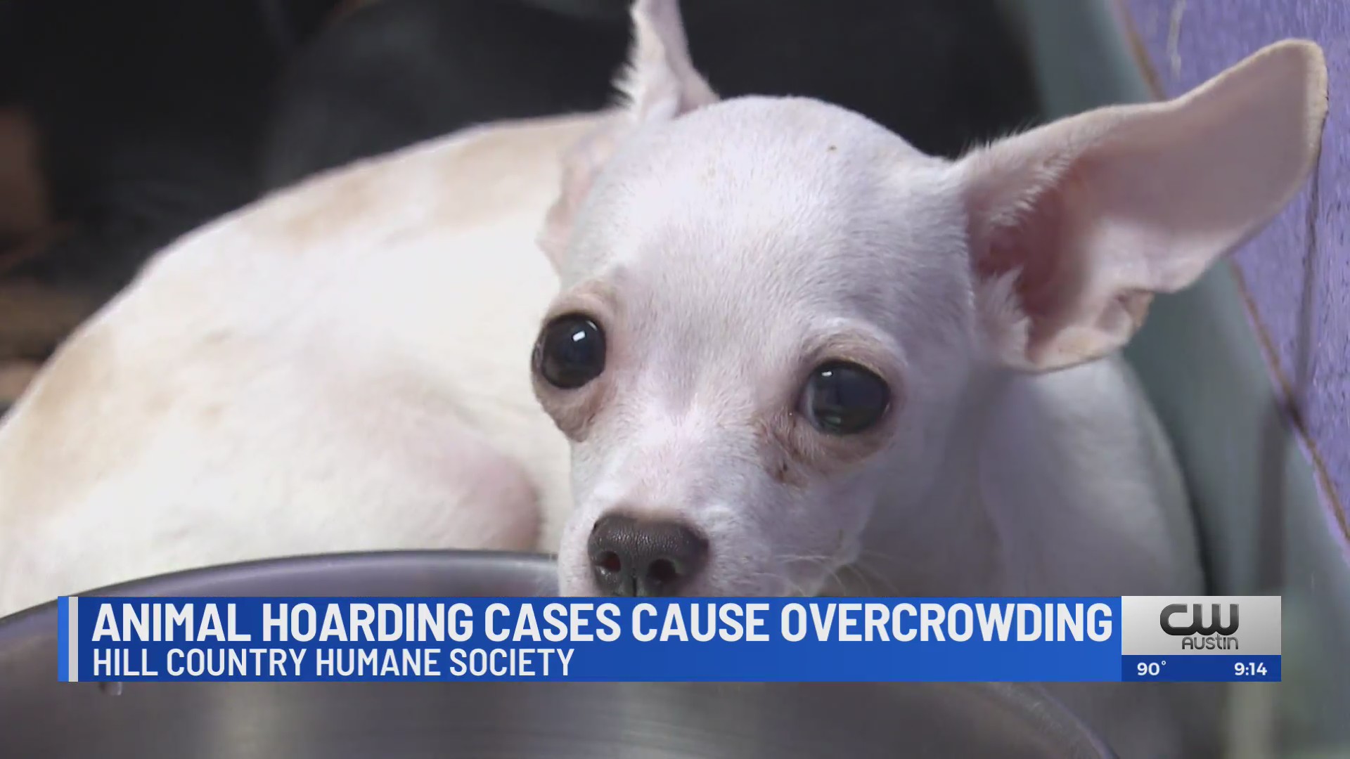 Animal hoarding cases cause struggles for Hill Country Humane Society ...