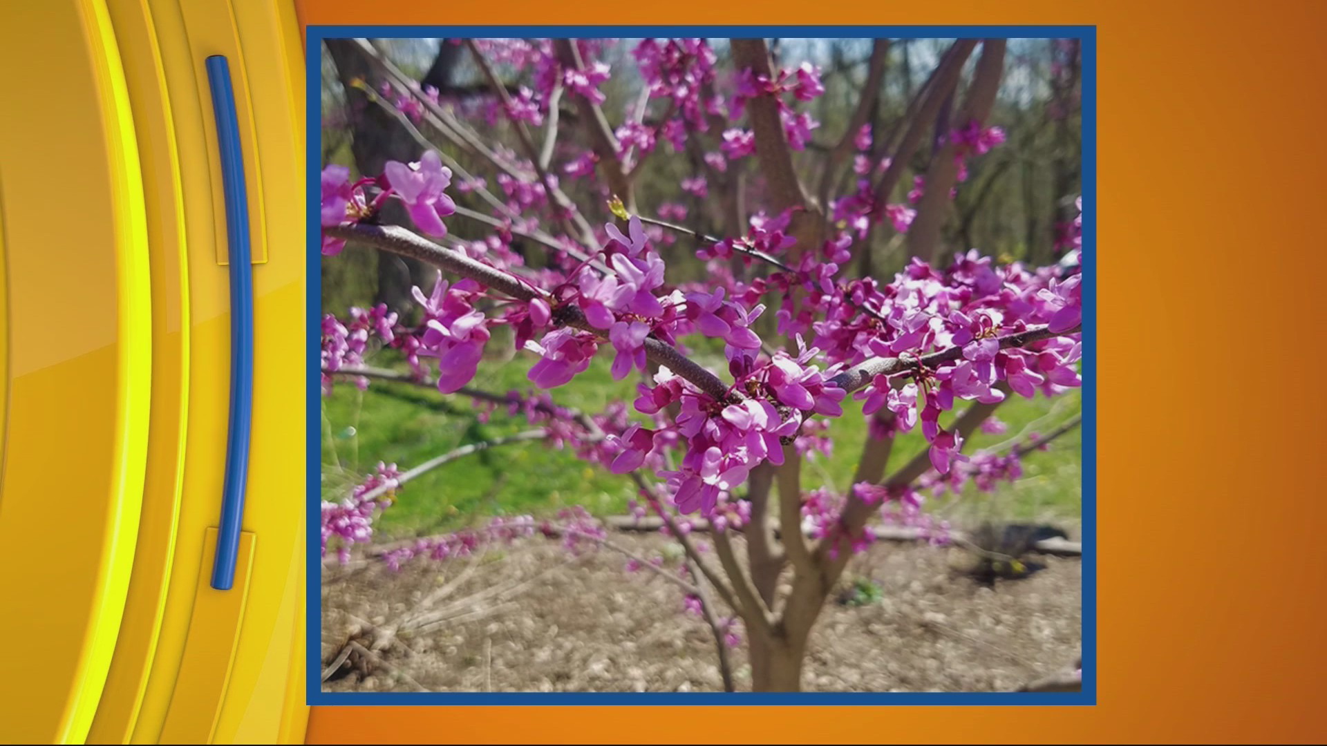 U of I Extension | Shurbs and Spring time flowers | ciLiving – WCIA.com