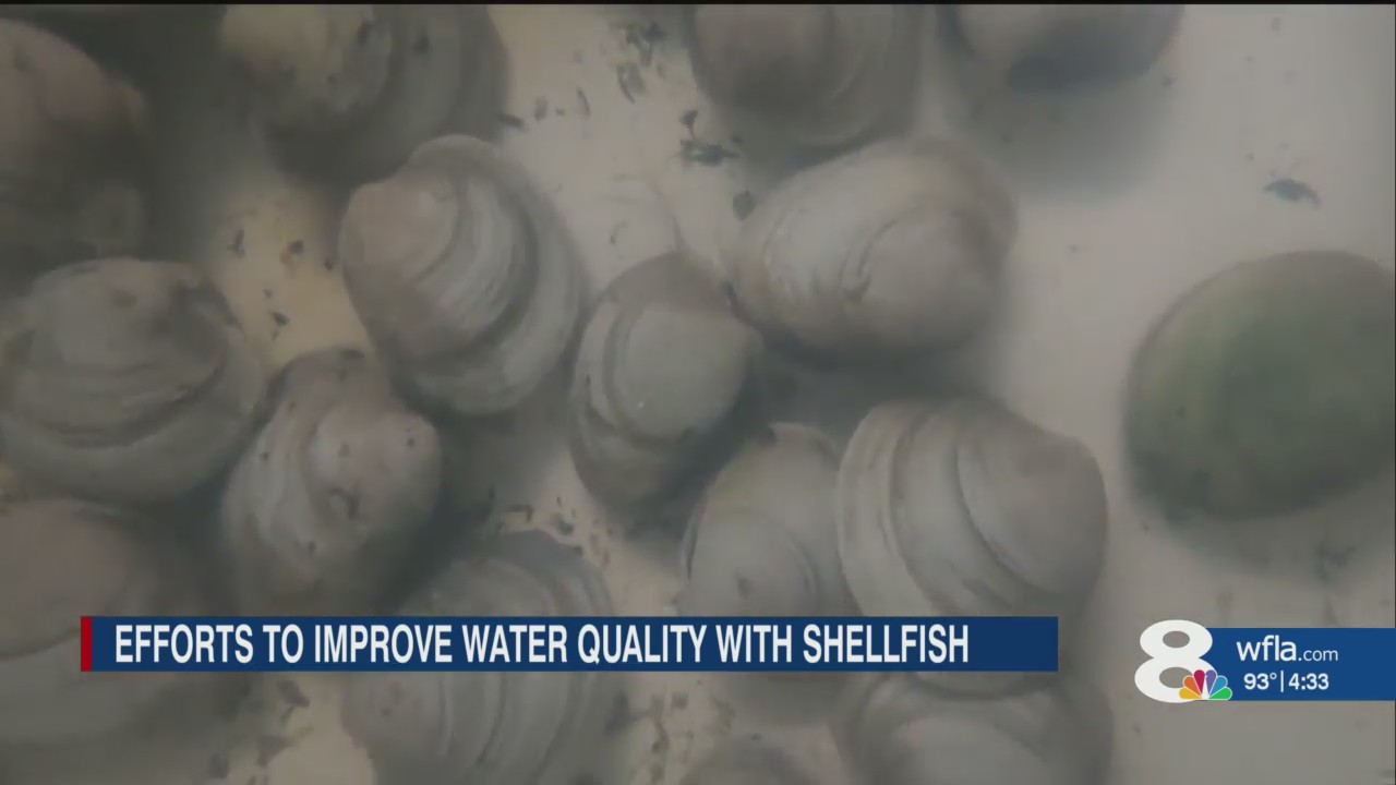 Old dumping ground property transformed into shellfish hatchery in ...