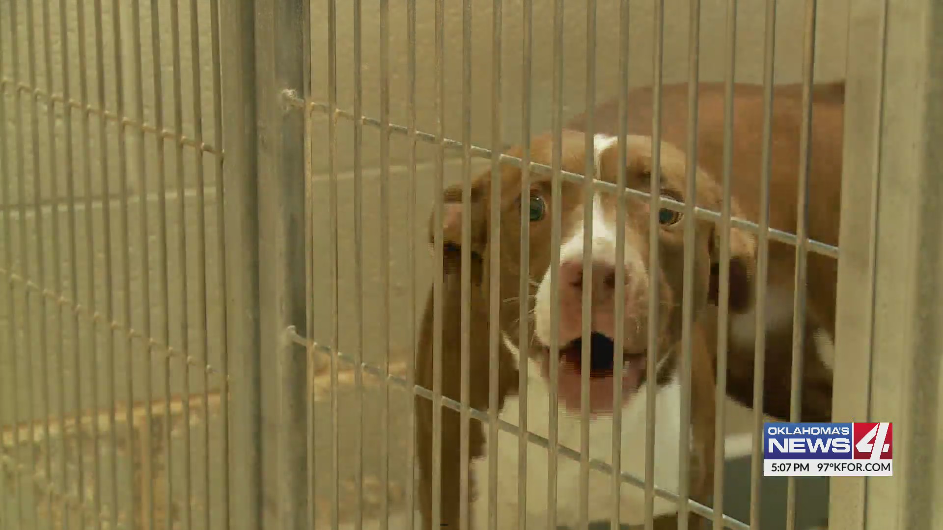Edmond animal shelter remains closed, but dogs are getting better ...