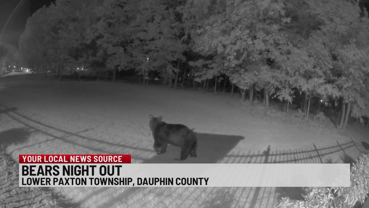 Video: Bears spotted in Lower Paxton Township – ABC27