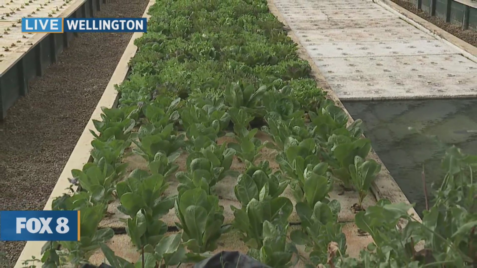 New Day Cleveland: Lettuce Heads Farm – Fox 8 Cleveland WJW
