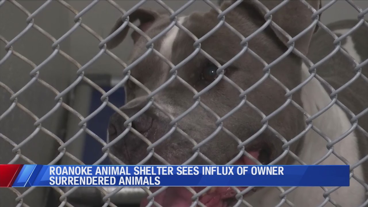 Roanoke animal shelter sees influx of owner surrendered animals causing ...