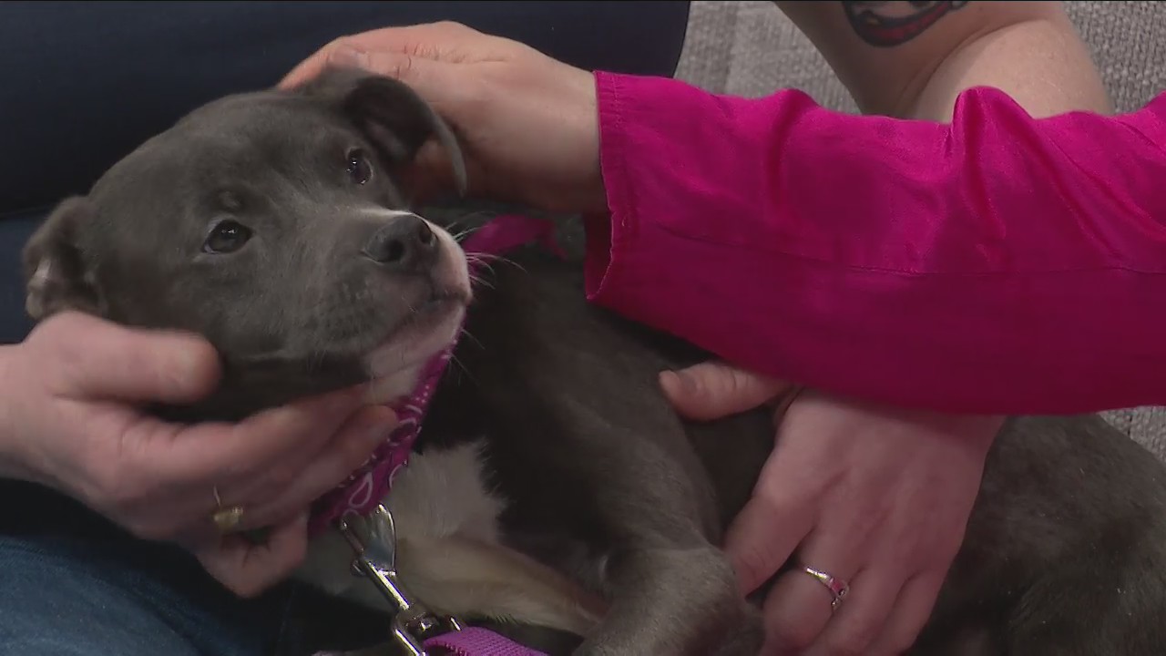 Adopt Athena from Indy Humane! – 2/12/24 – Fox 59