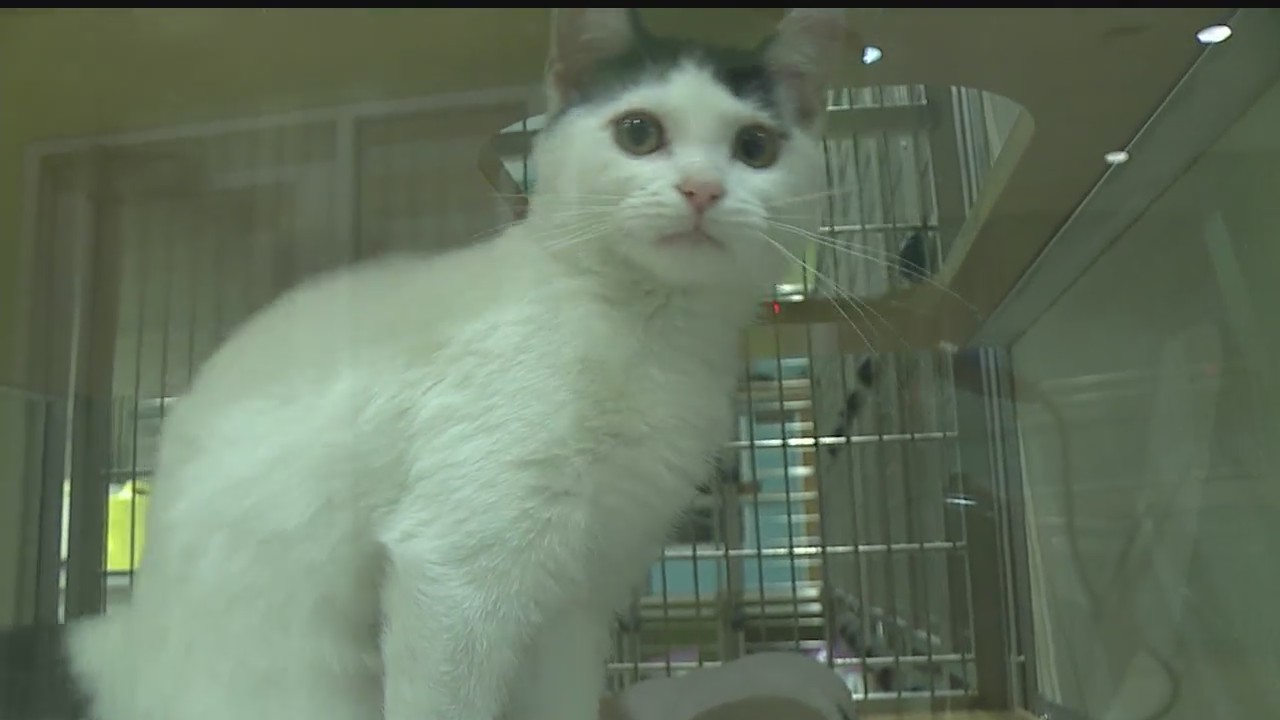 AWL offering low-cost spay and neuter days to control cat population ...