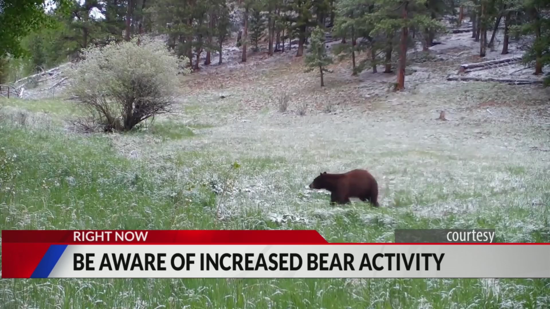 Be aware of increased bear activity – FOX31 Denver
