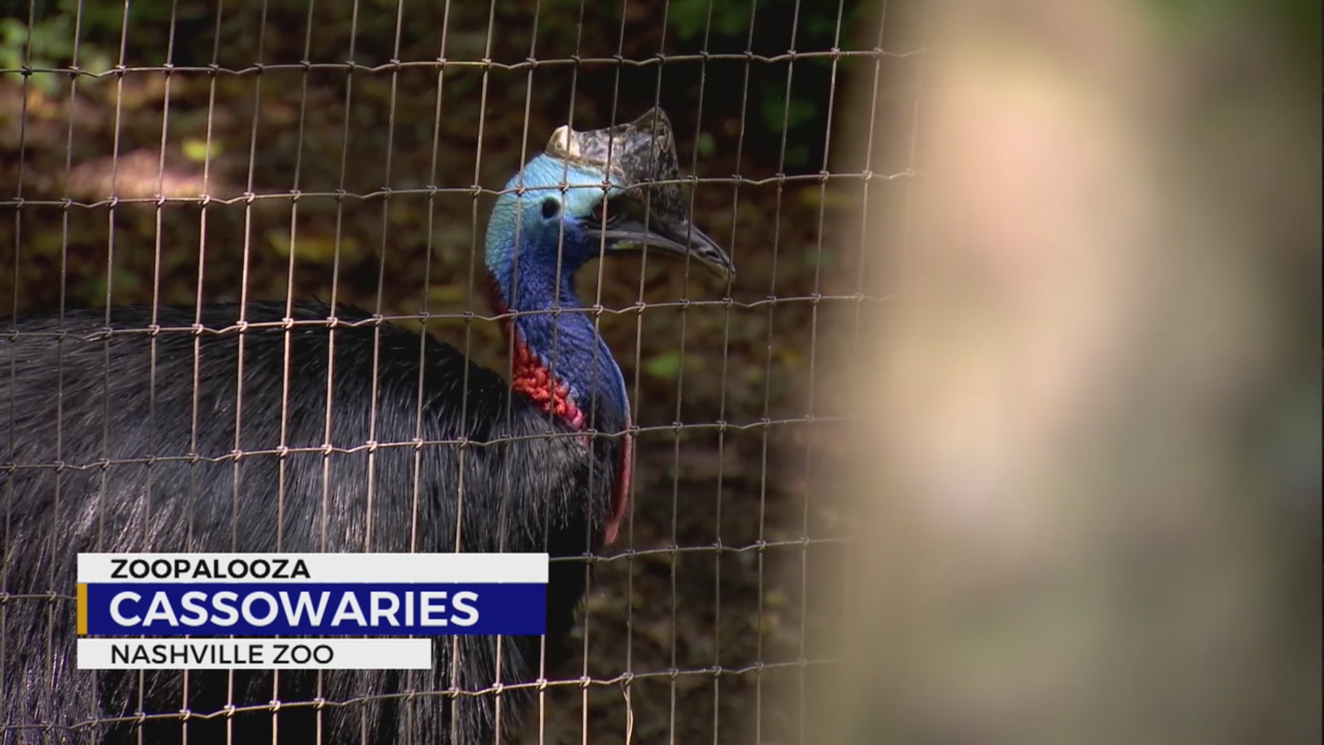 Interesting facts about cassowaries at Nashville Zoo – WKRN News 2