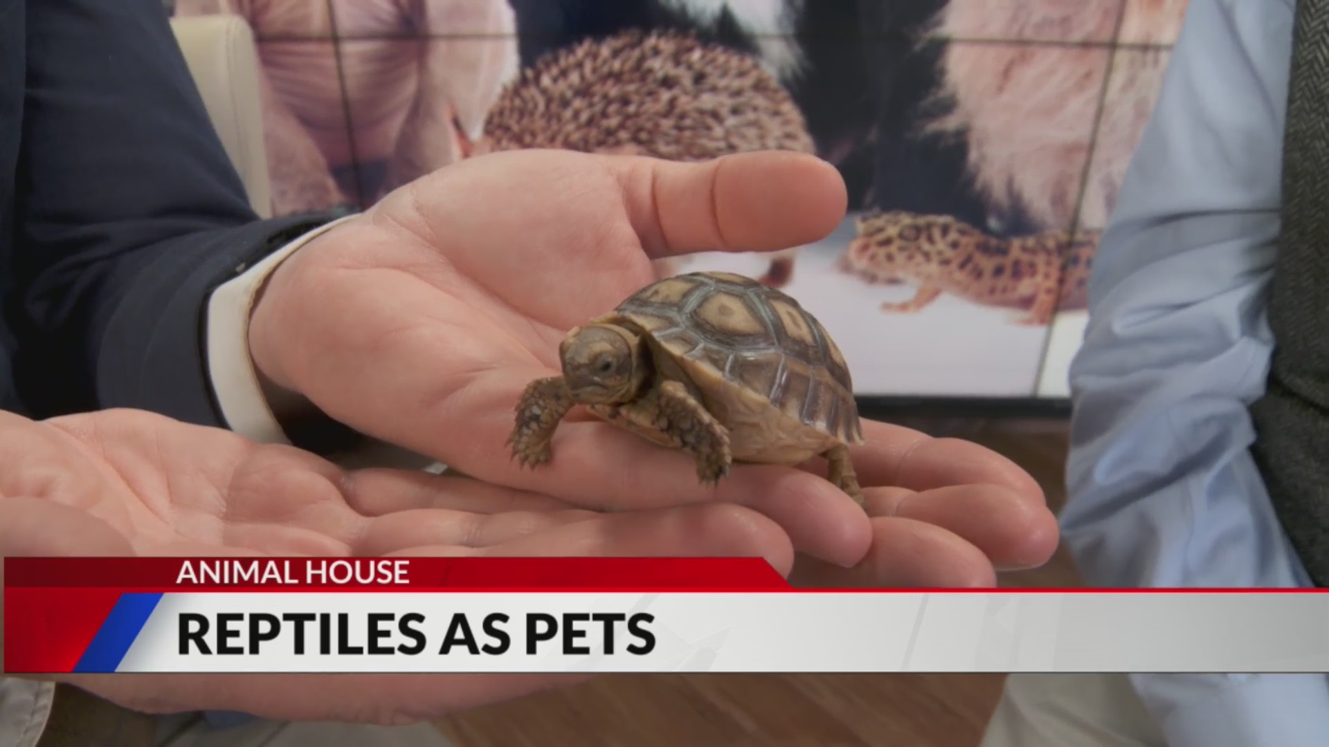 Animal House – FOX31 Denver