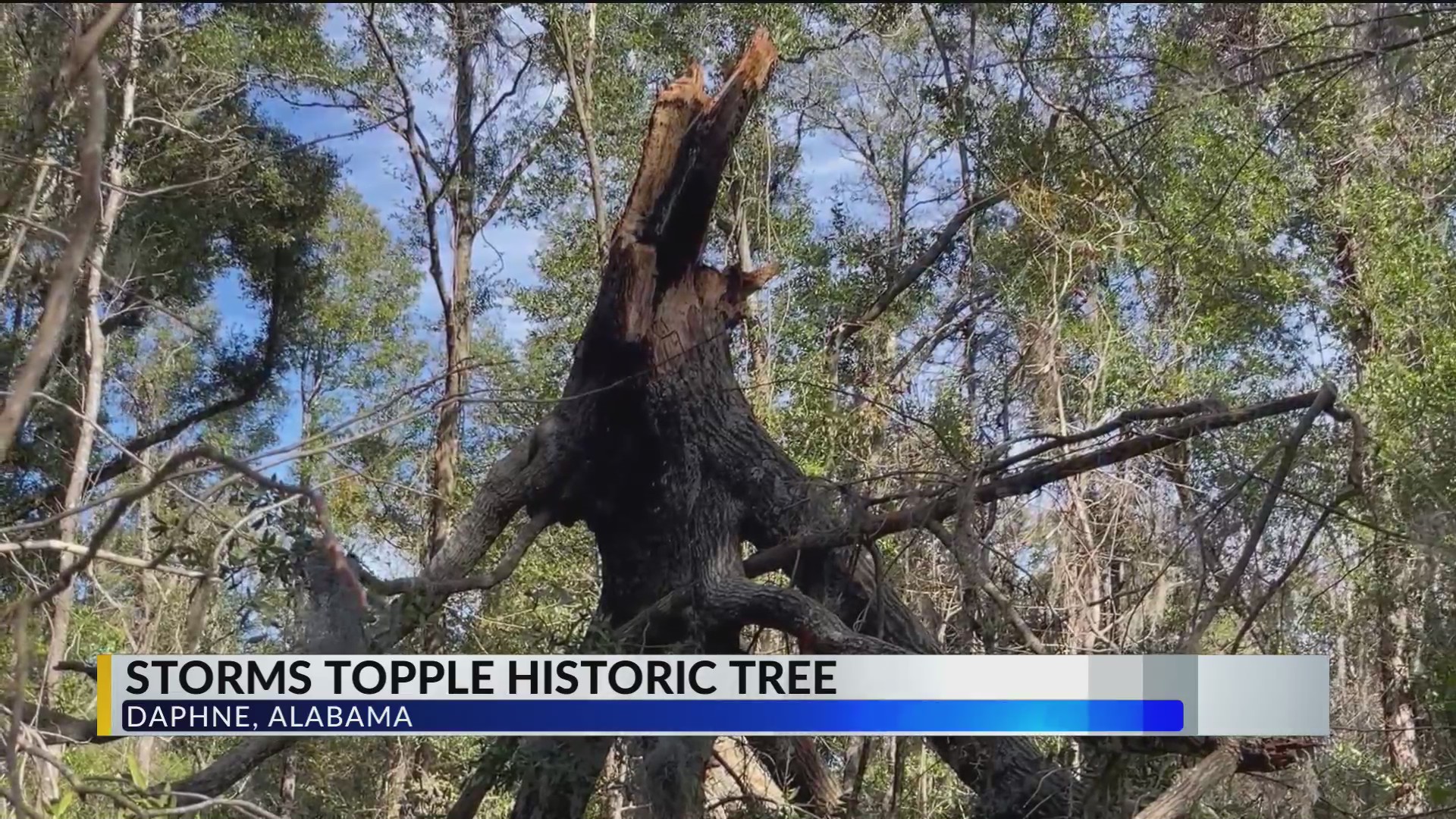 Alabama’s largest Champion Oak Tree destroyed by storm – WKRG News 5
