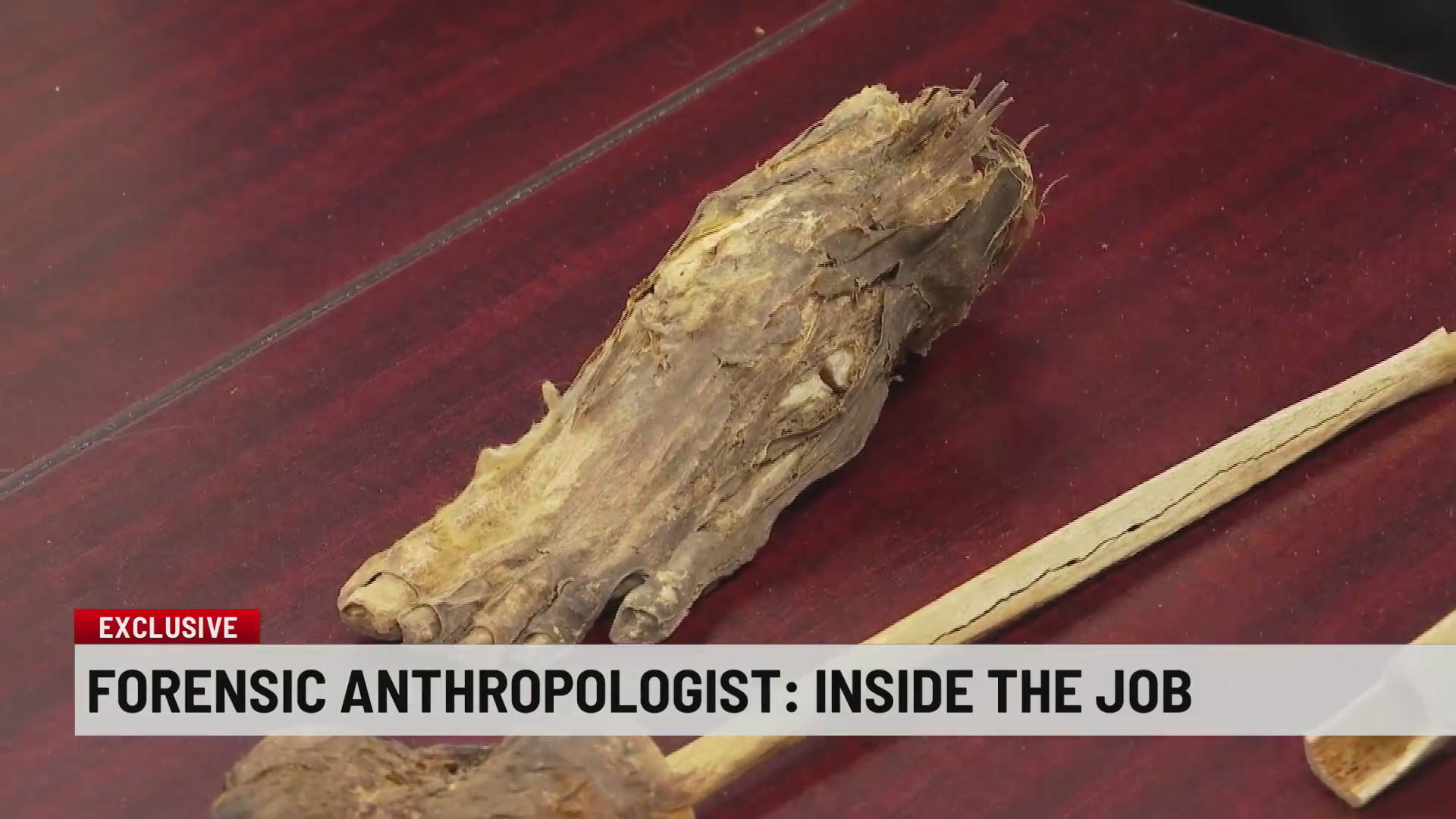 7NEWS Exclusive: Inside the job of a forensic anthropologist – WSPA 7NEWS