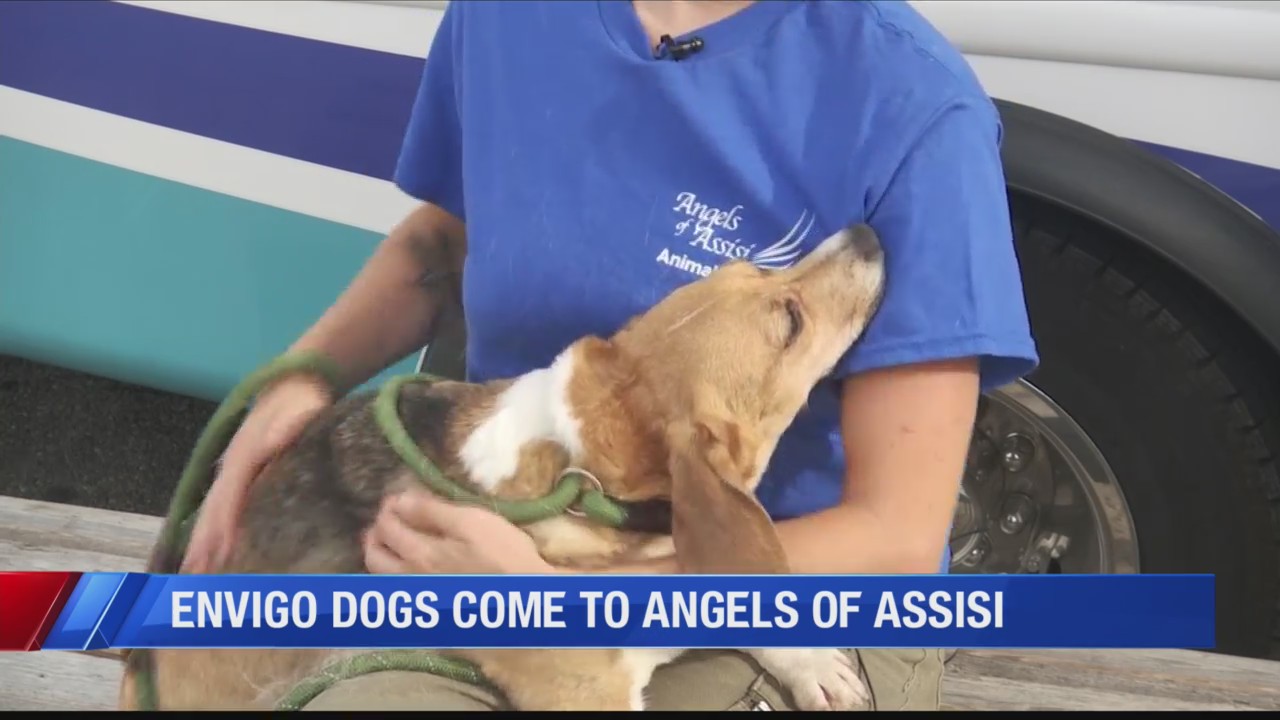 Angels of Assisi takes in 60+ beagles from Envigo breeding facility ...