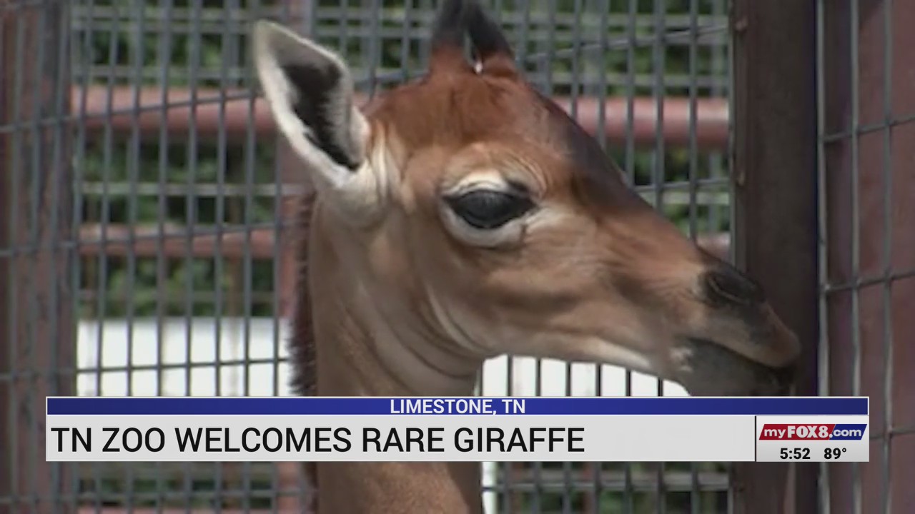 Rare spotless giraffe born at Brights Zoo in Tennessee – FOX8 WGHP