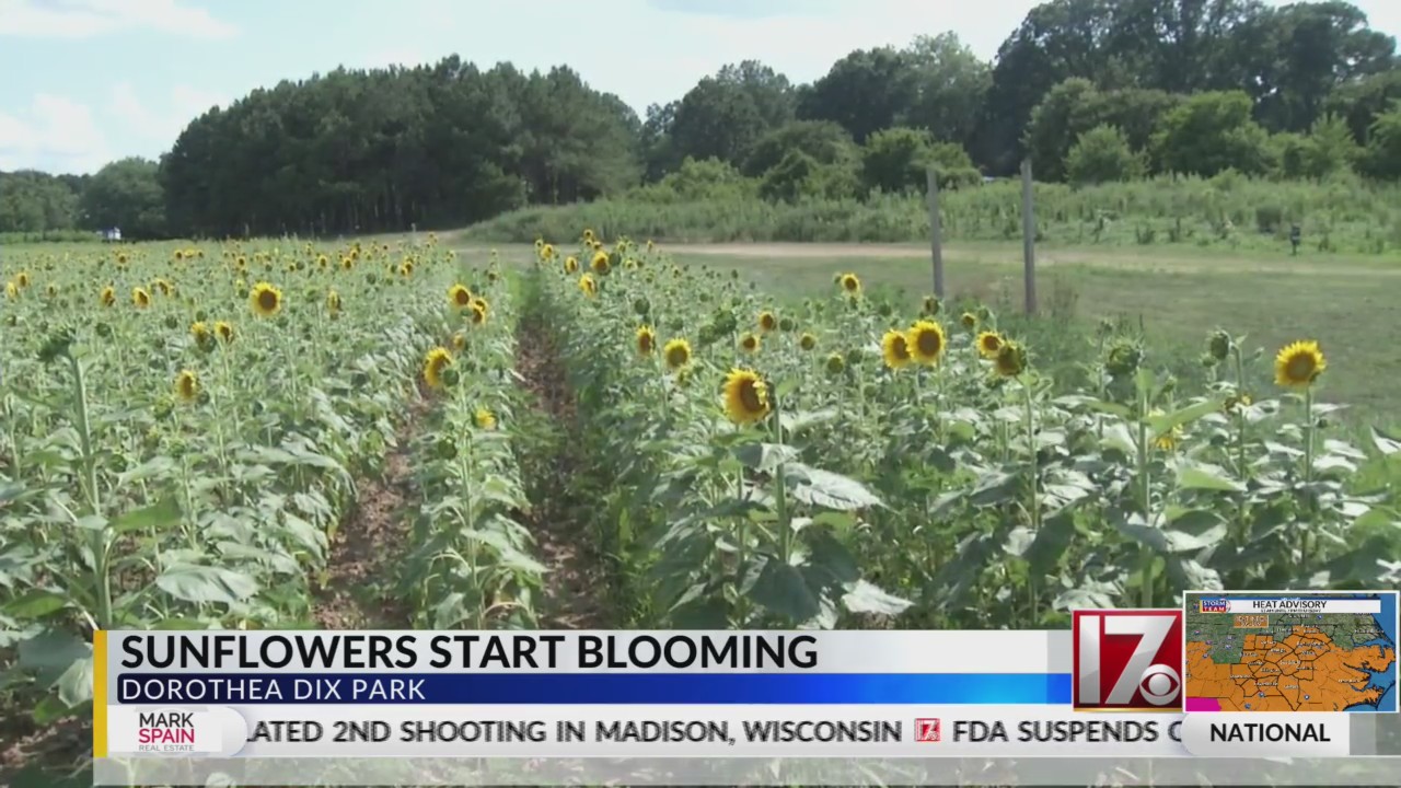 In Bloom: Sunflower field at Raleigh park starts blooming – CBS17.com