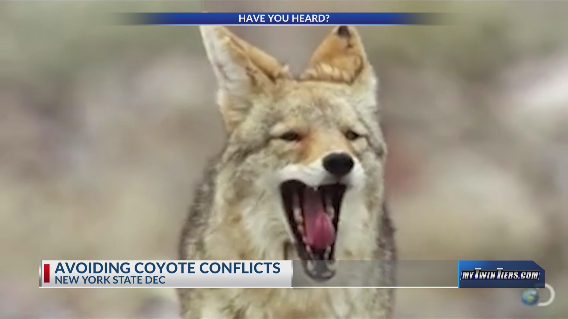 ‘Be aggressive: The DEC’s tips if you come face to face with a coyote ...