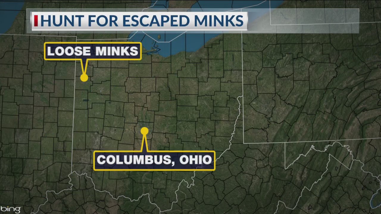 Thousands of minks released in Van Wert Count – NBC4 WCMH-TV