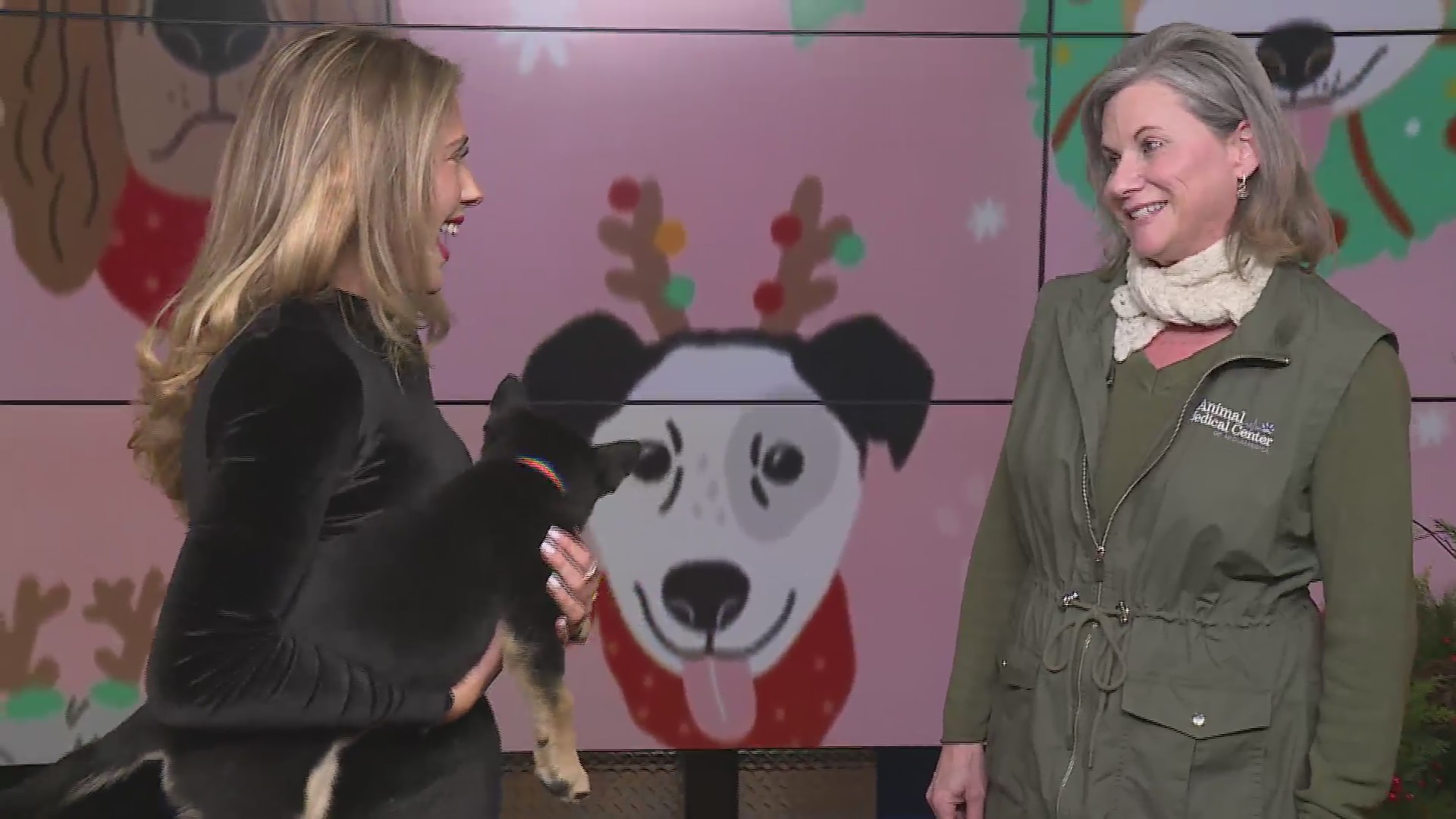 AMCMA’s Dr. Jennifer Pearl shares holiday dos and don’ts for pets – FOX 2