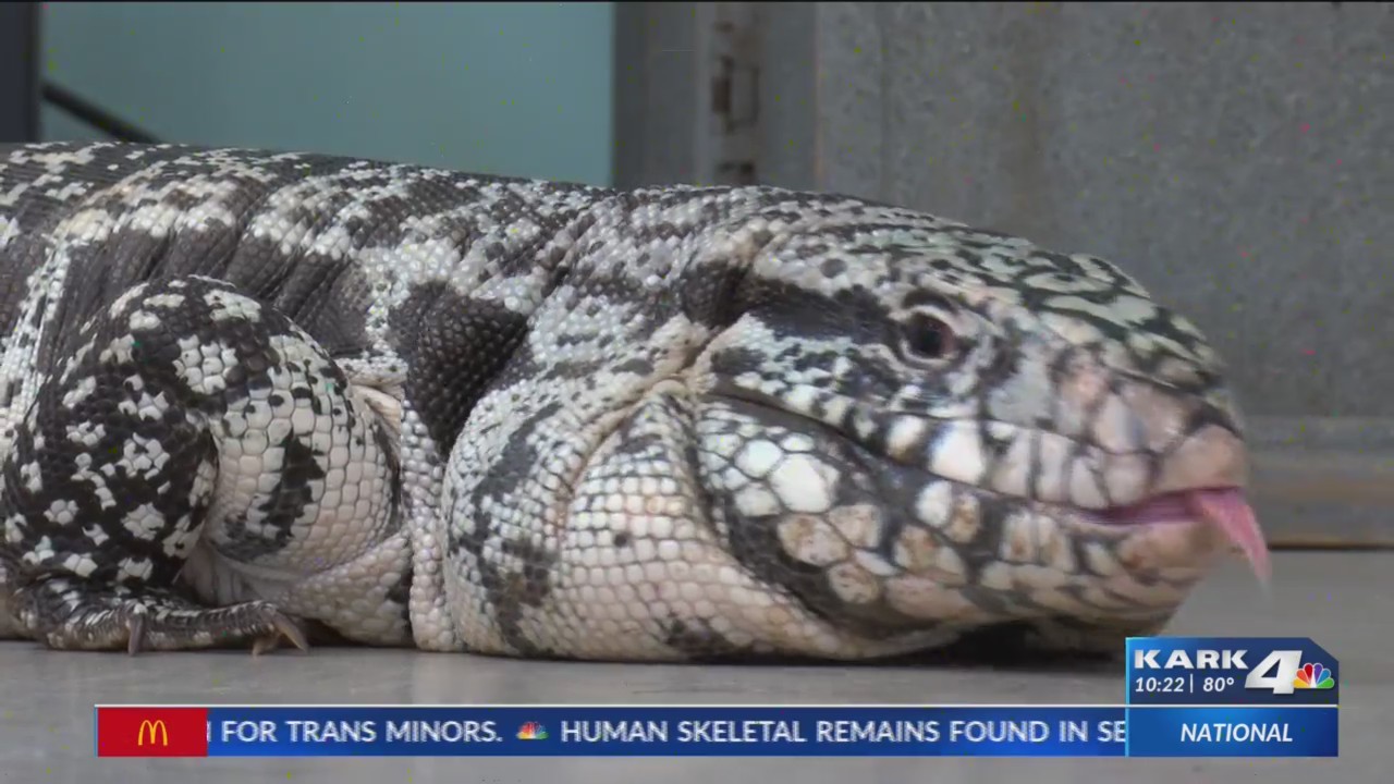 Social media helps 25-pound exotic Tegu lizard found in Alexander ...