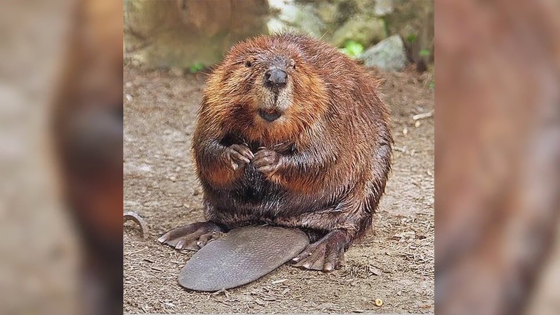 Fun facts about beavers and their ‘castor sacs’ – WGN-TV
