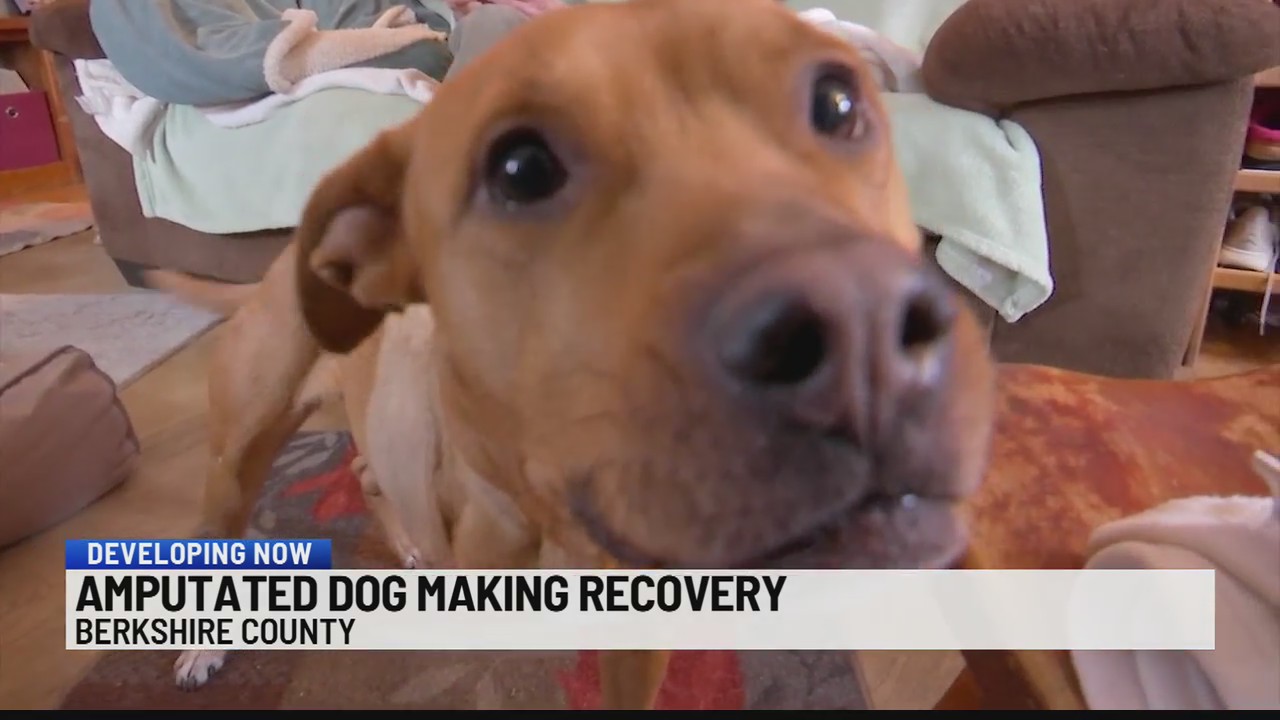 Amputated dog making recovery – NEWS10 ABC