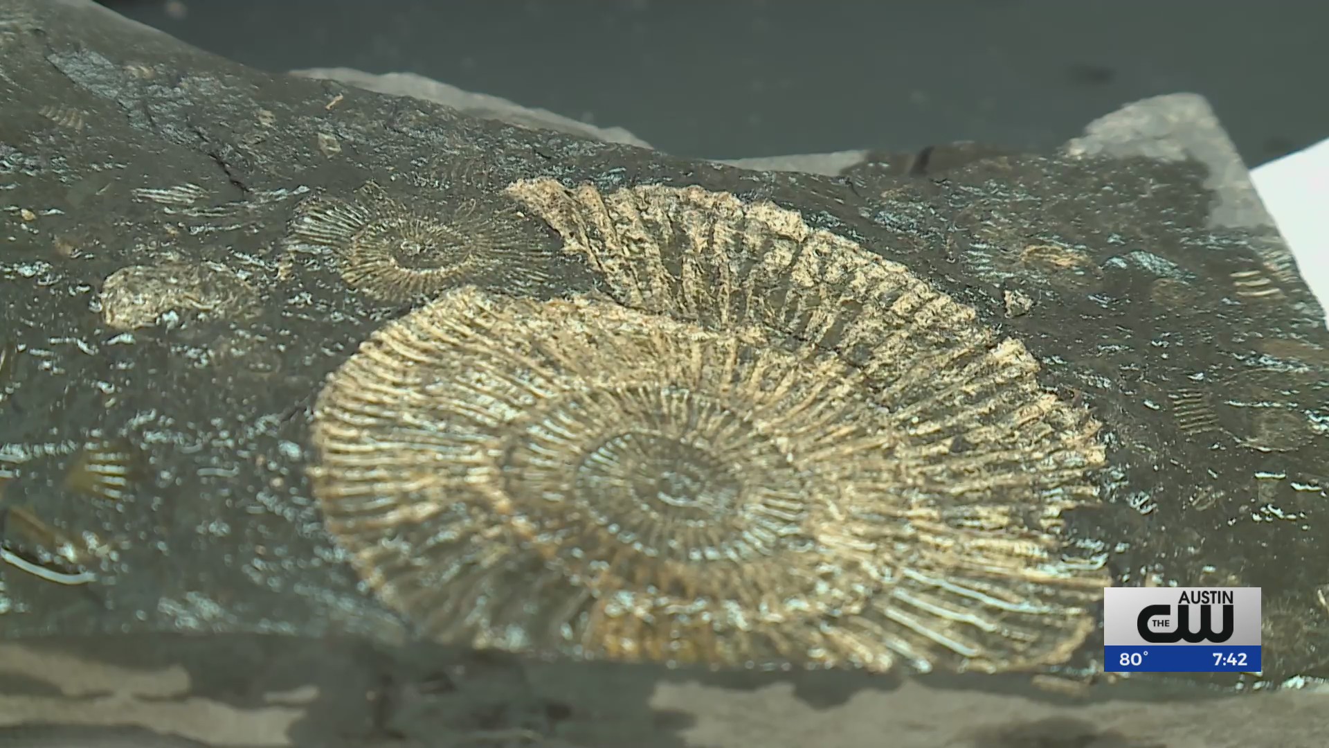 ‘Golden’ fossils reveal new secrets; provide clues to Jurassic ...