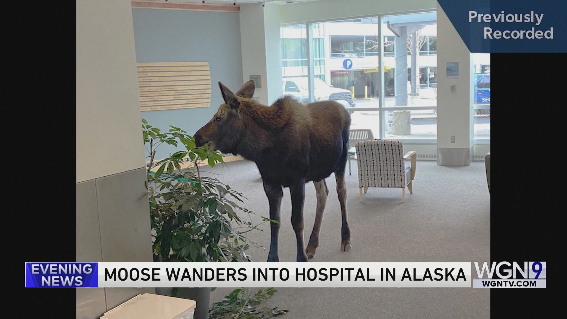 Moose feasts on lobby plants in Alaska hospital building – WGN-TV