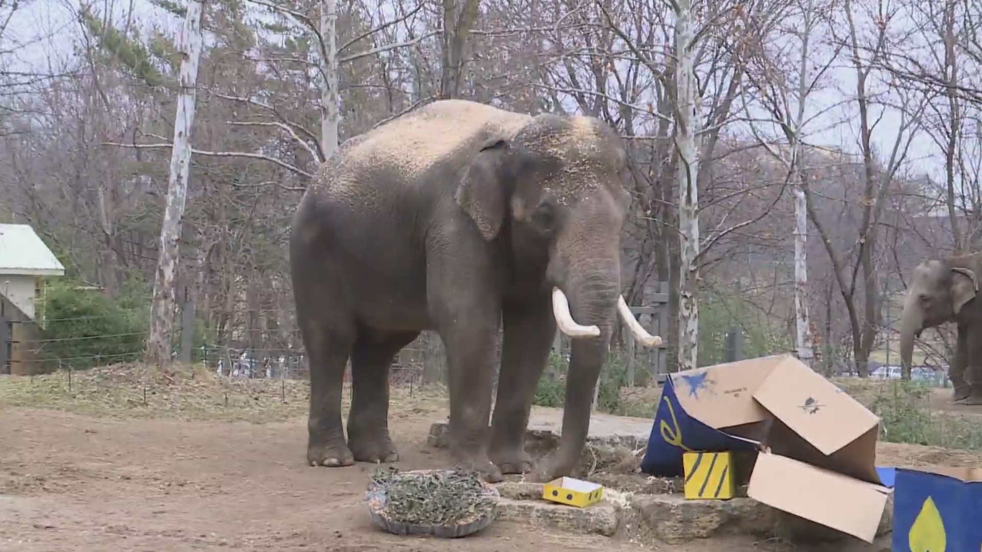 Asian elephant ‘Raja’ celebrates 31st birthday today – FOX 2