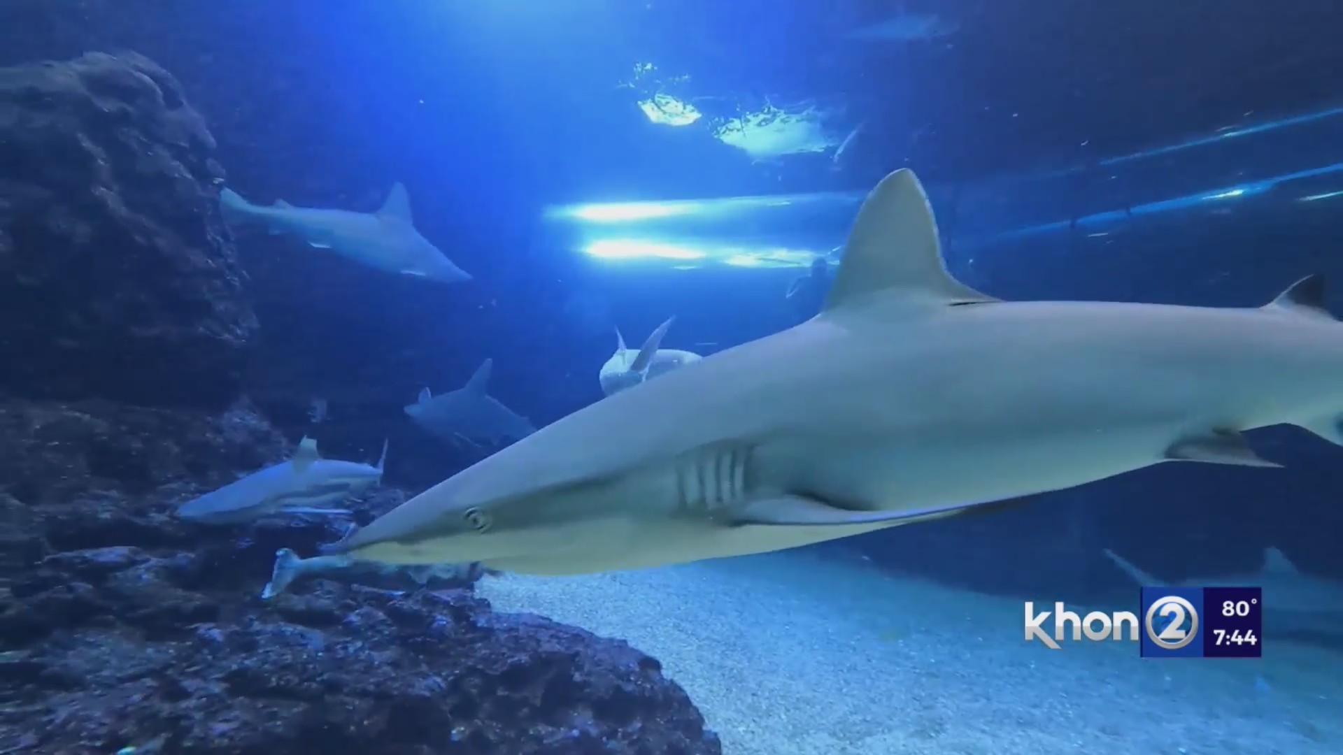 Go underwater in the shark experience with Chris Latronic – KHON2