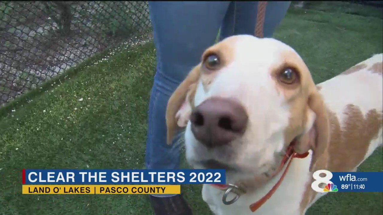 Clear the Shelters: Pasco County Animal Services looking for families ...