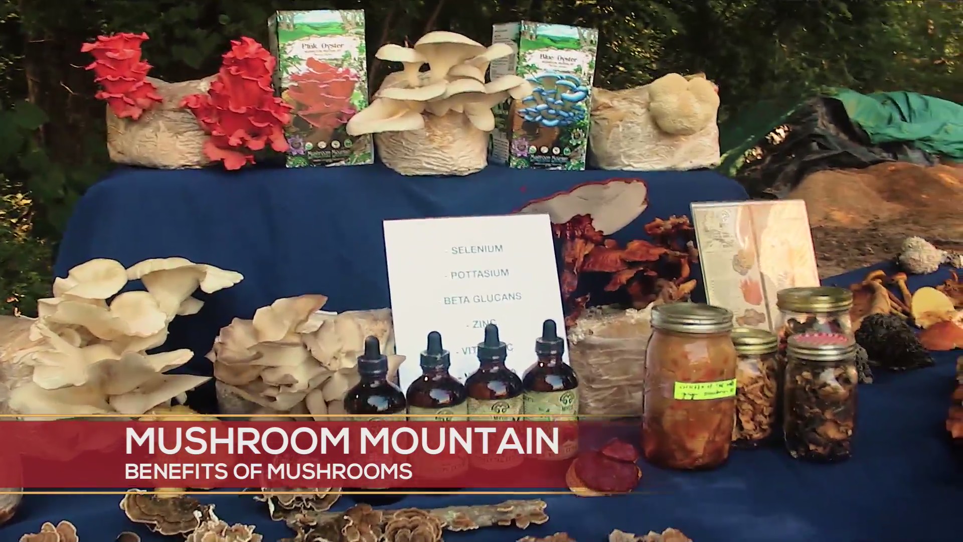 Learn about fungi at Mushroom Mountain – WSPA 7NEWS