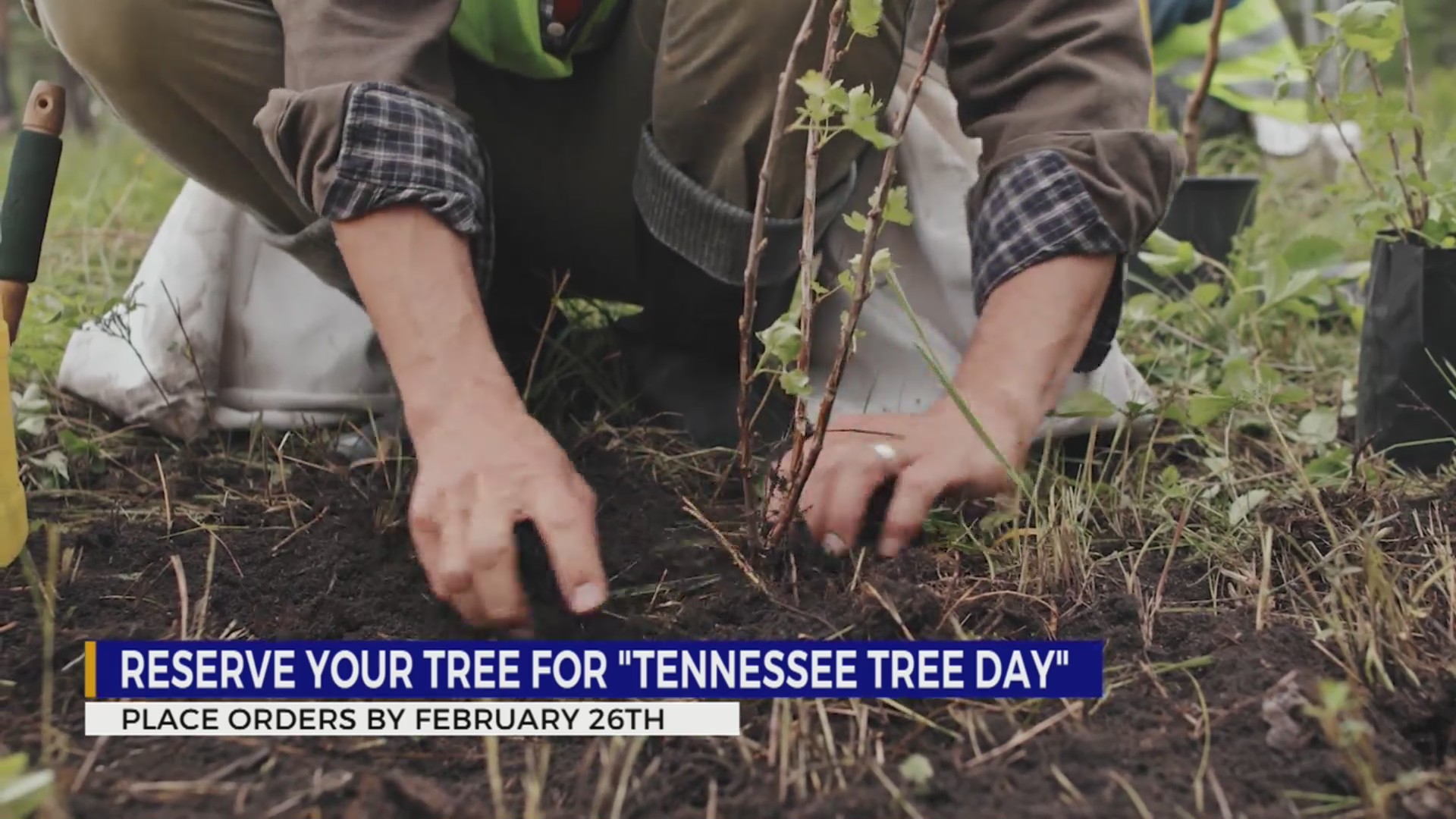 Plant a tree (cheaply) for Tennessee Tree Day – WKRN News 2