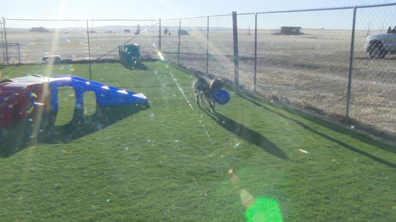 Jackson Creek Kennels: Hands-on dog boarding and training – FOX21 News ...