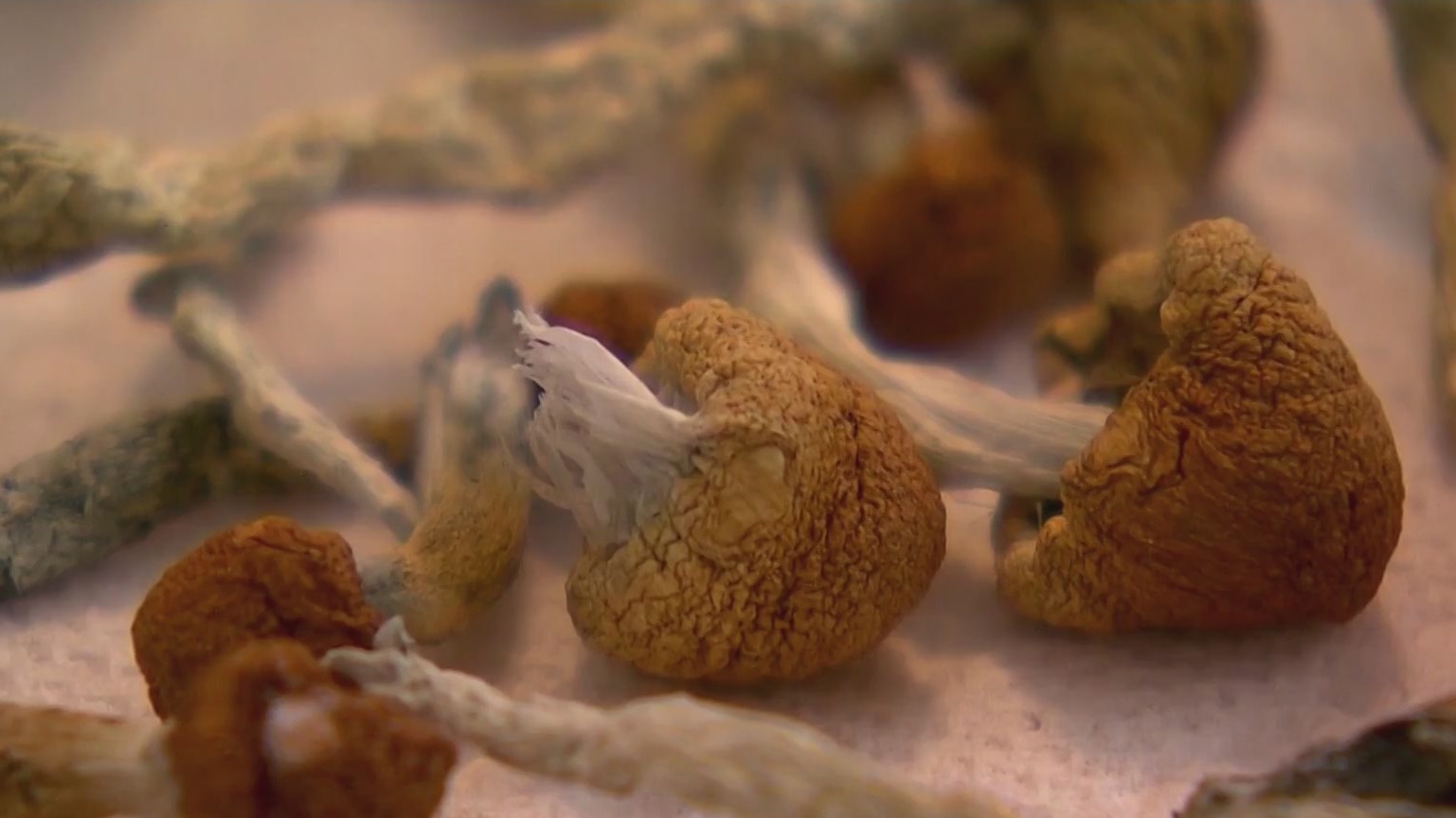 Oregon health officials refine psilocybin therapy policy ahead of ...
