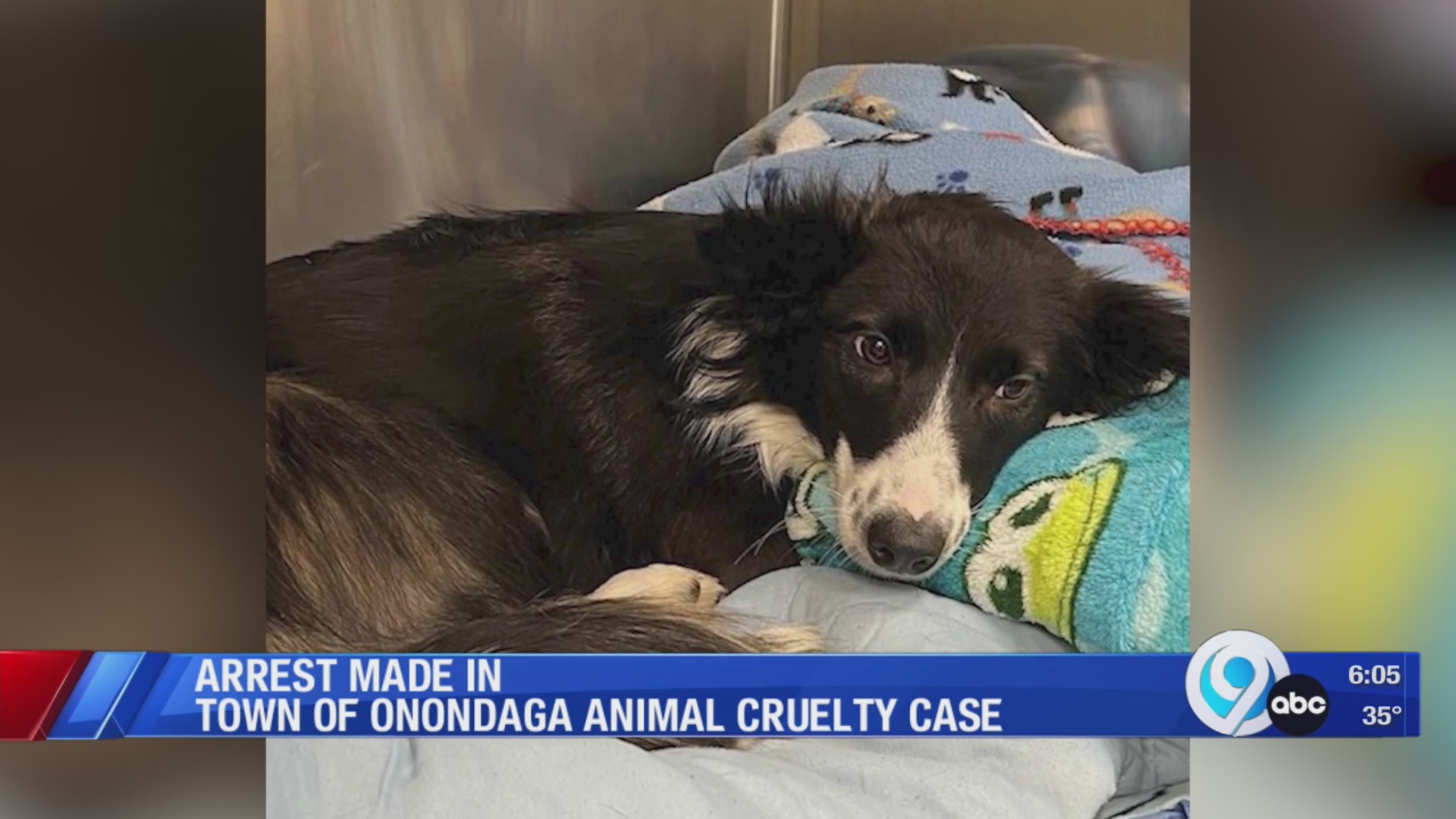 Arrest made in Town of Onondaga cruelty case – WSYR