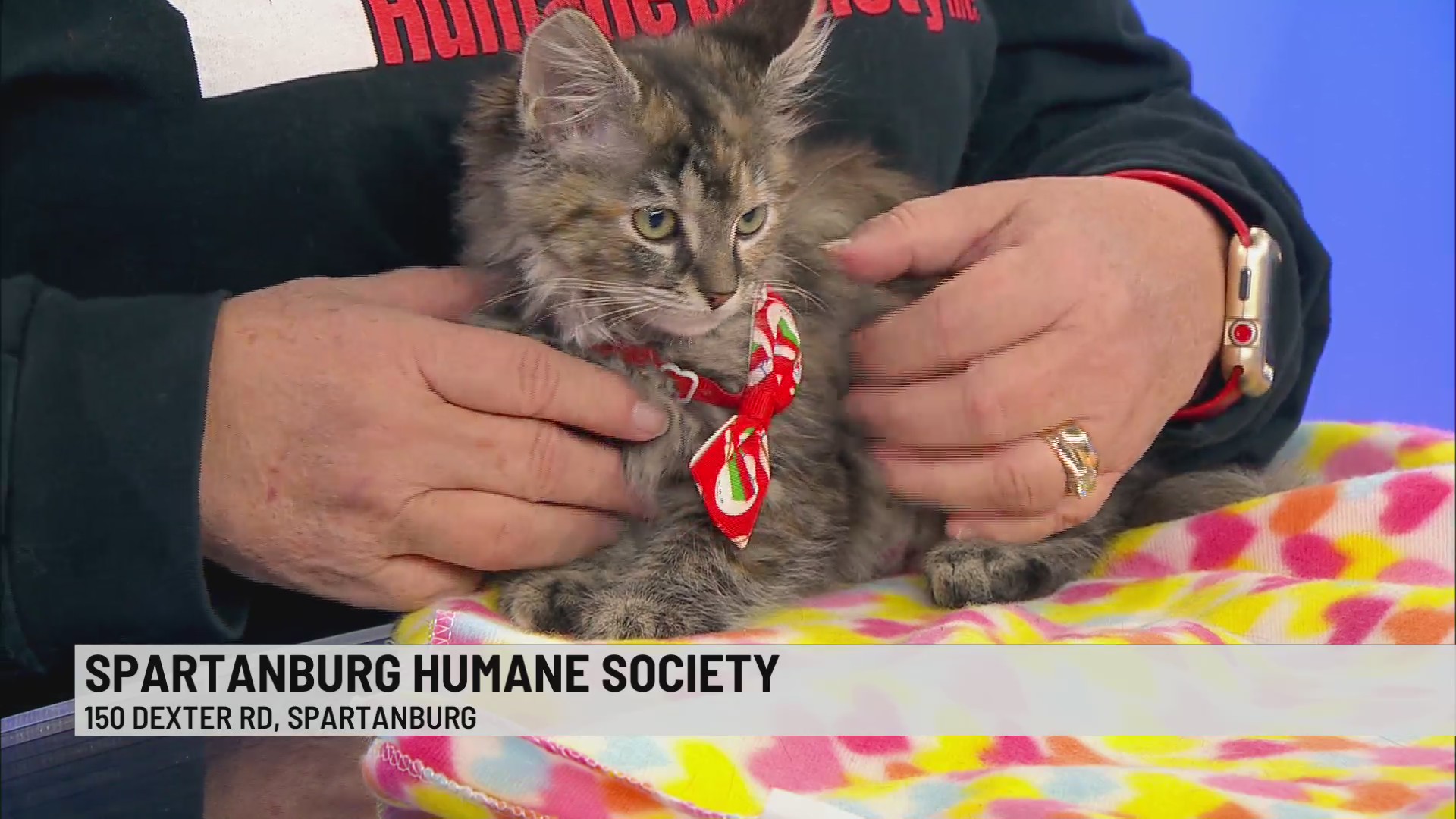Pet of the Week: Winnie – WSPA 7NEWS