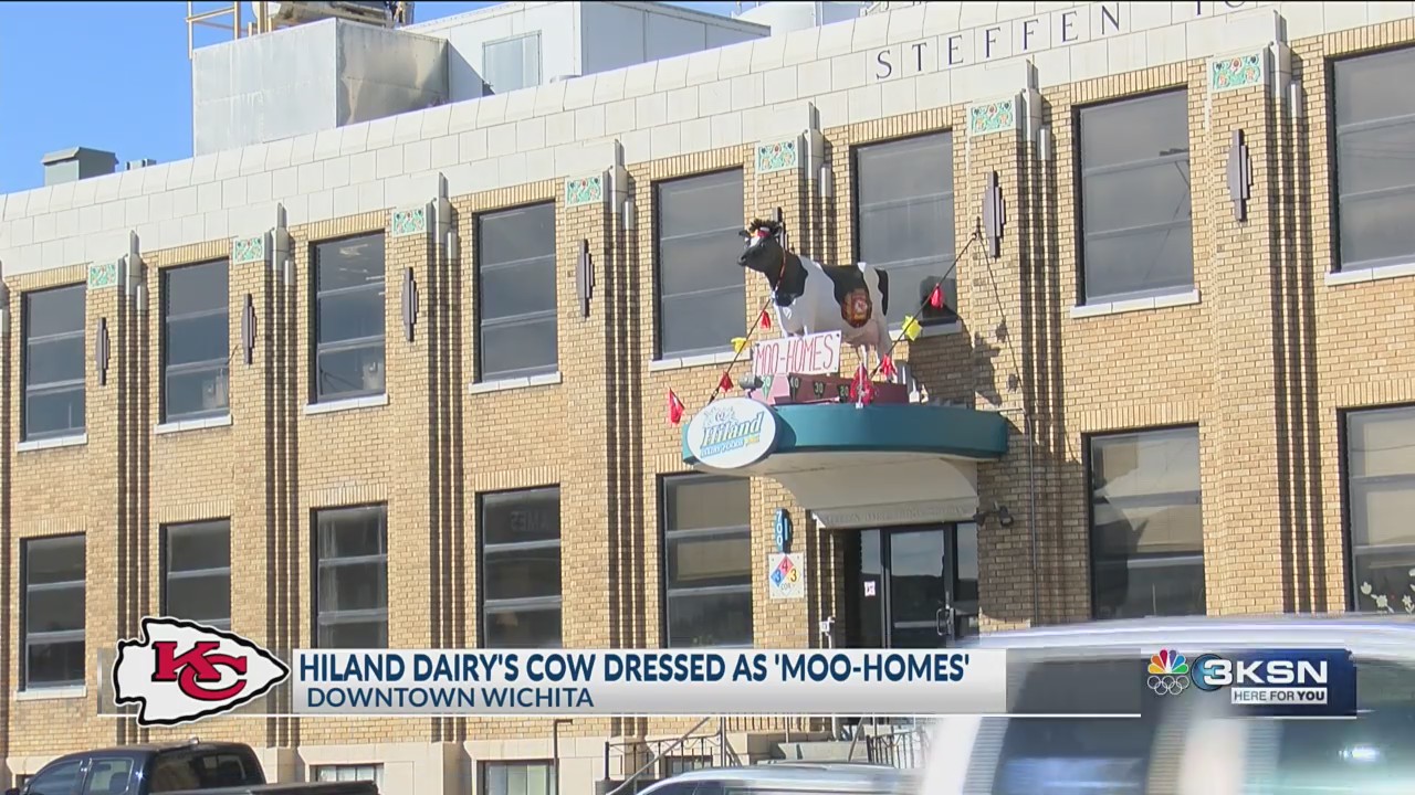 ‘Moo-homes’ decked out in Chiefs gear at Hiland Dairy in Wichita – KSN-TV