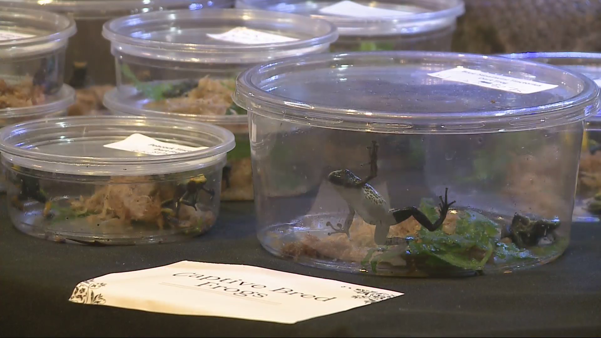 Reptiles take over West Des Moines hotel for reptile expo – who13.com
