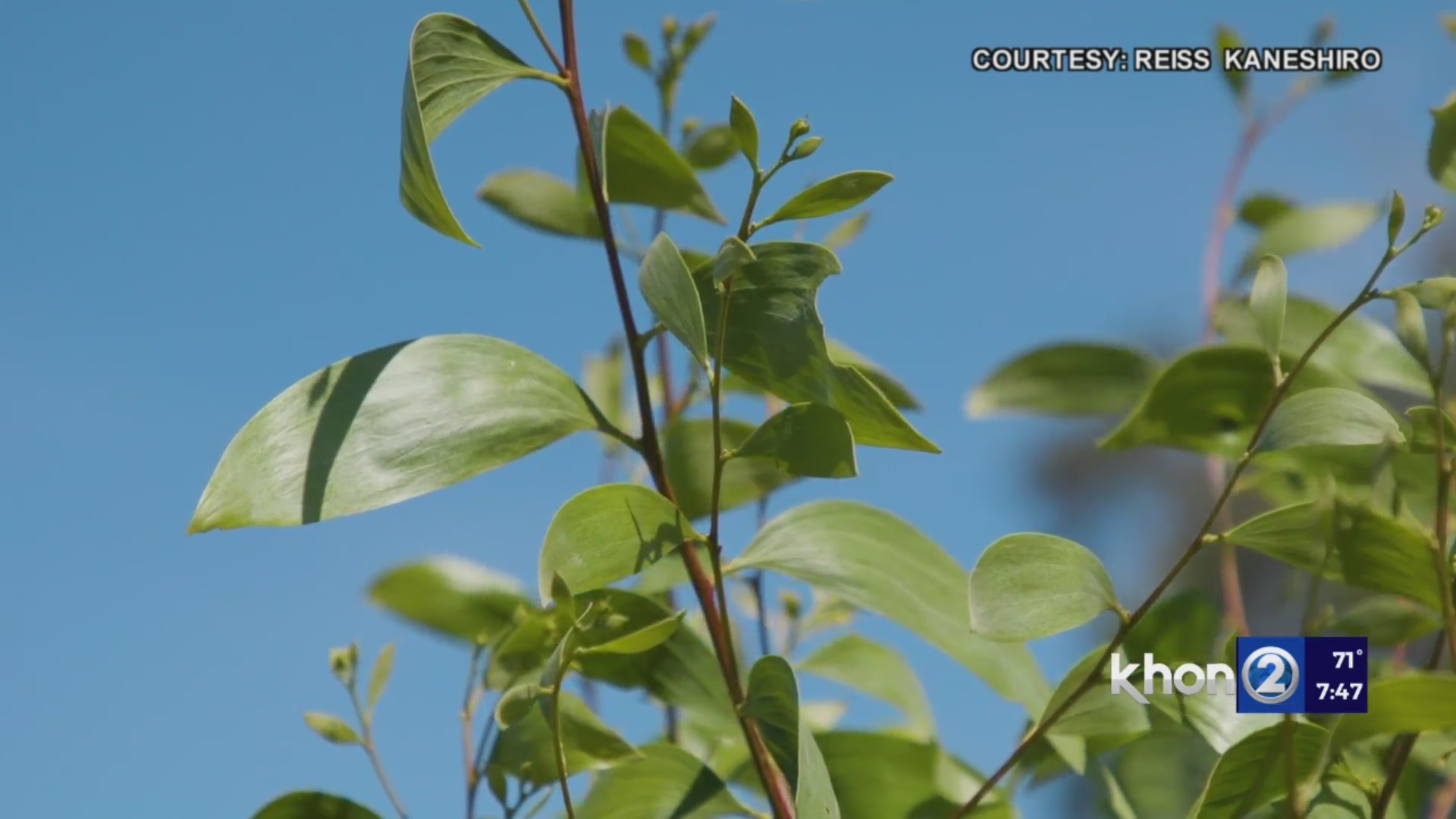 Aloha Authentic – the vitality of Koa trees – KHON2