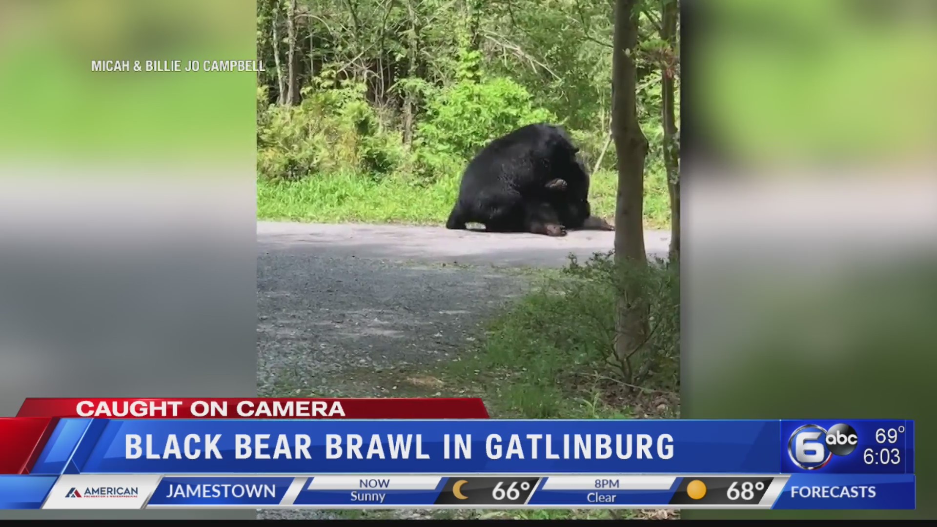 Black bear brawl in Gatlinburg – WATE 6 On Your Side