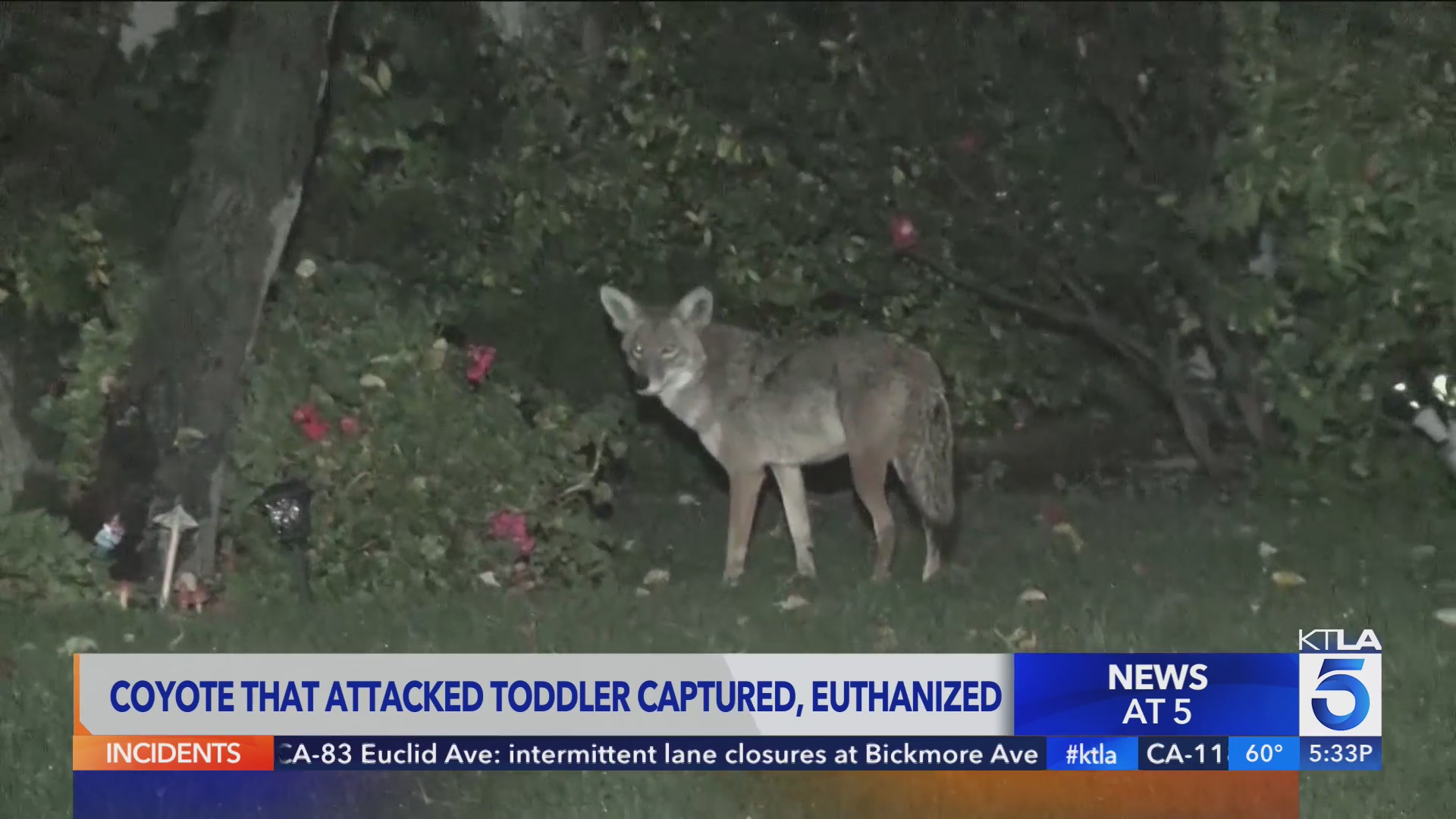 Coyote that attacked 2-year-old in Woodland Hills captured and killed ...