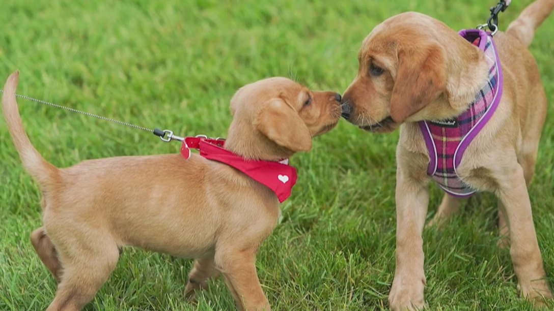 Is it safe to breed French Bulldogs? | Morning in America – NewsNation