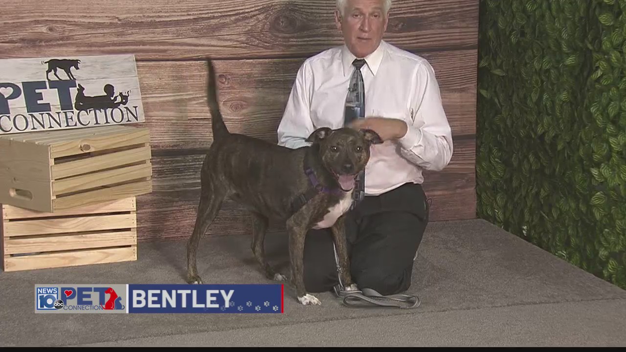 Bentley – NEWS10 ABC