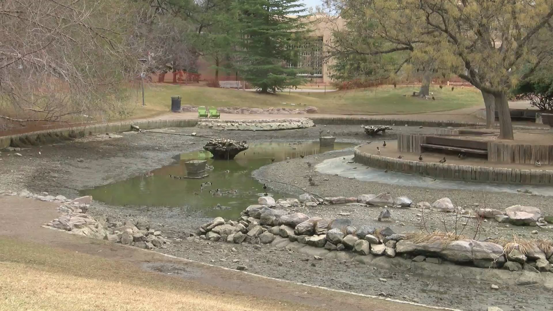 UNM’s beloved duck pond undergoing major cleaning this Spring Break ...