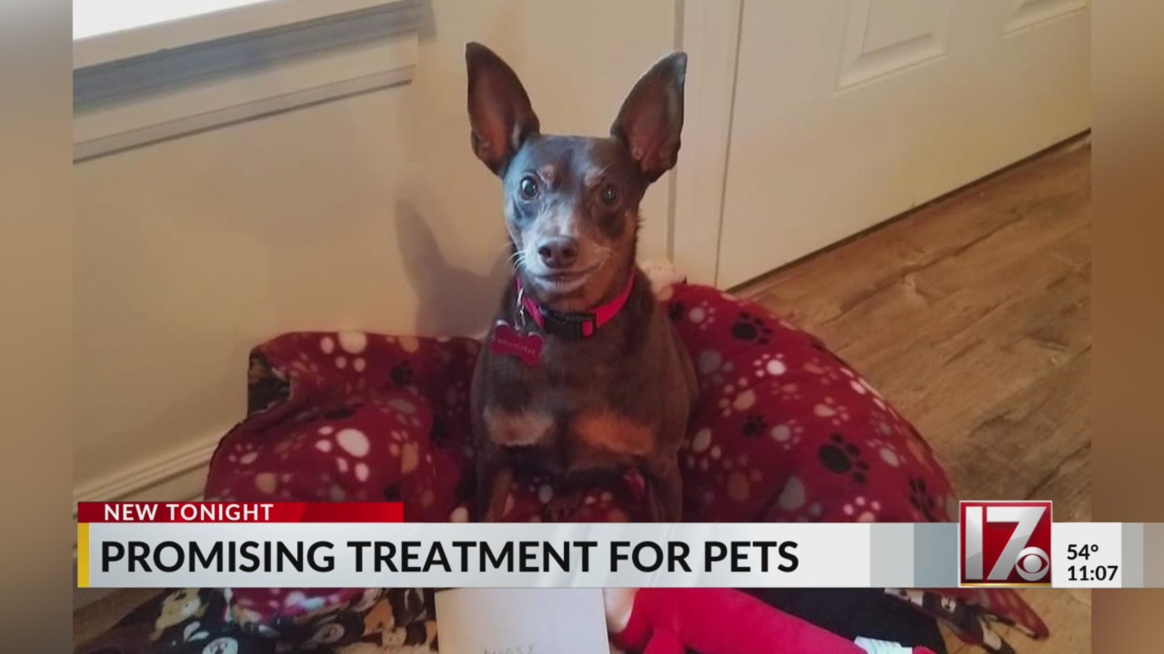 Cancer therapy helped Durham dog – could it work on humans? – CBS17.com
