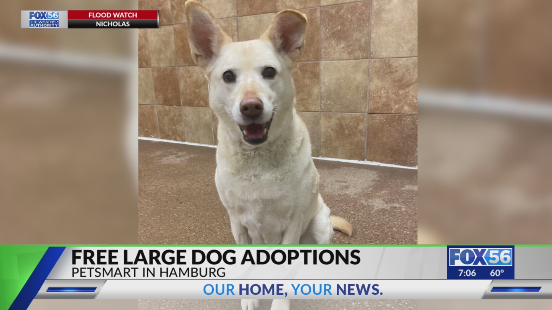 Free large dog adoptions at Hamburg Petsmart in Lexington – FOX 56 News